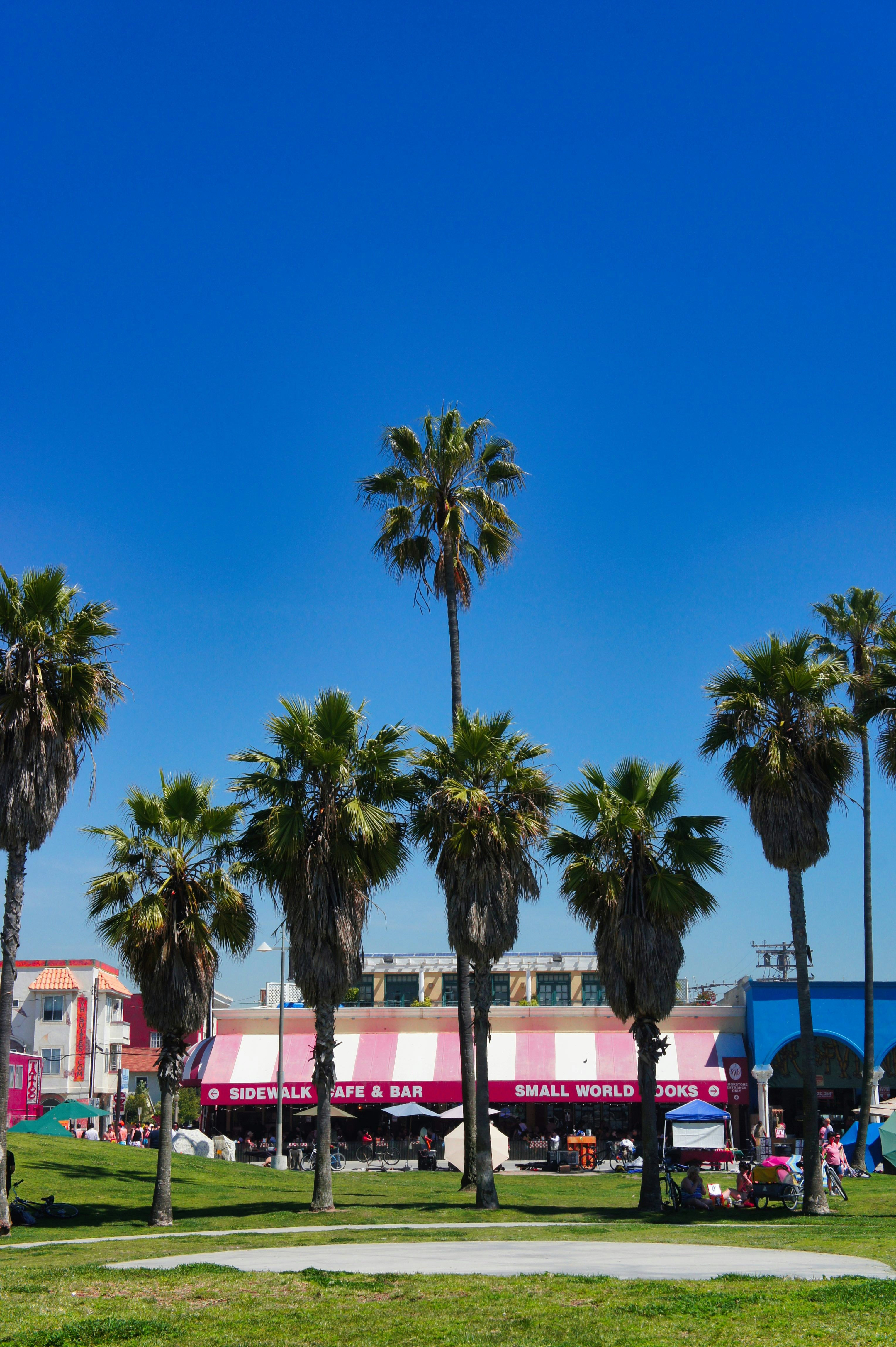 Palm trees line a sunny boardwalk with colorful buildings.