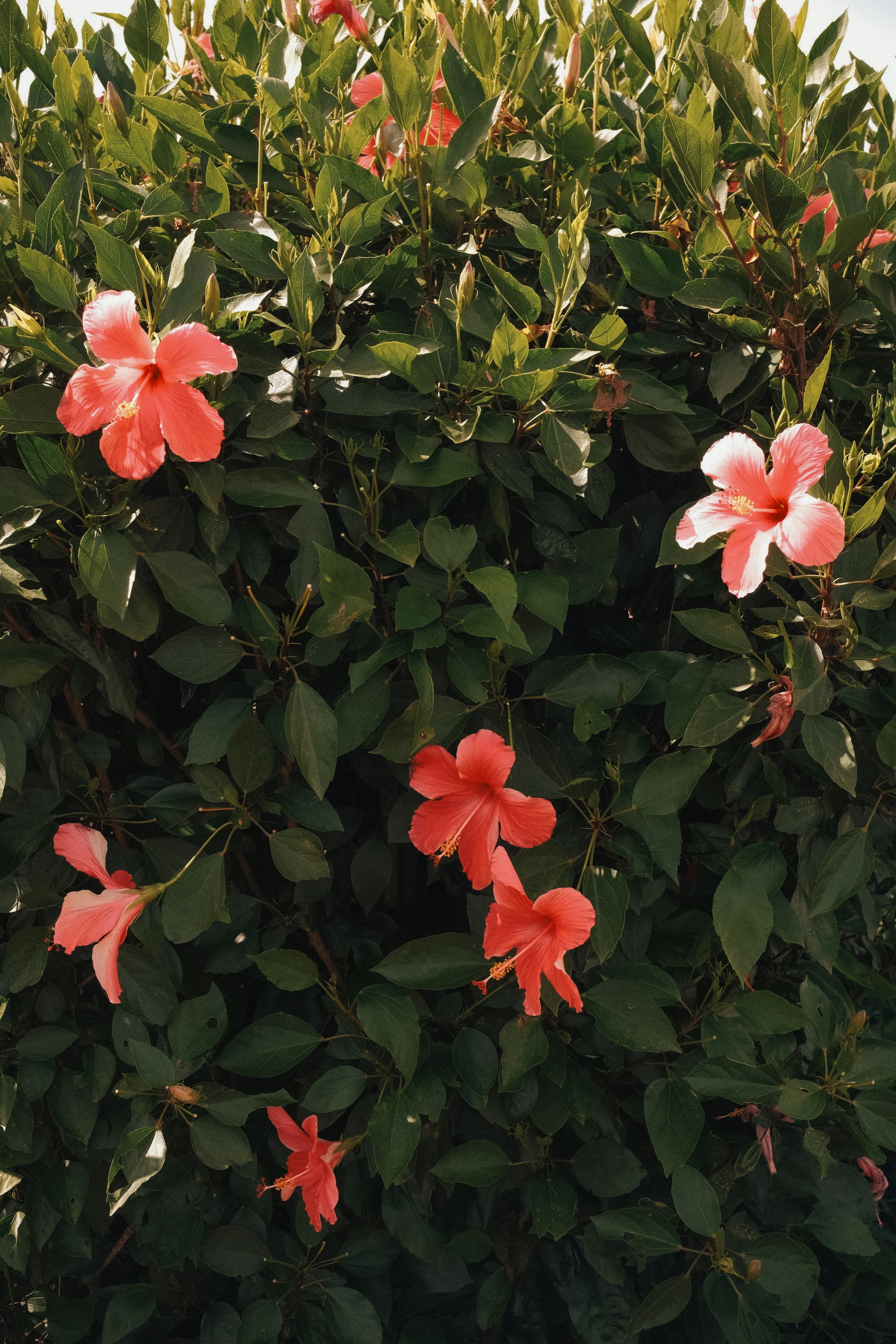 Pink hibiscus flowers bloom on a green bush.