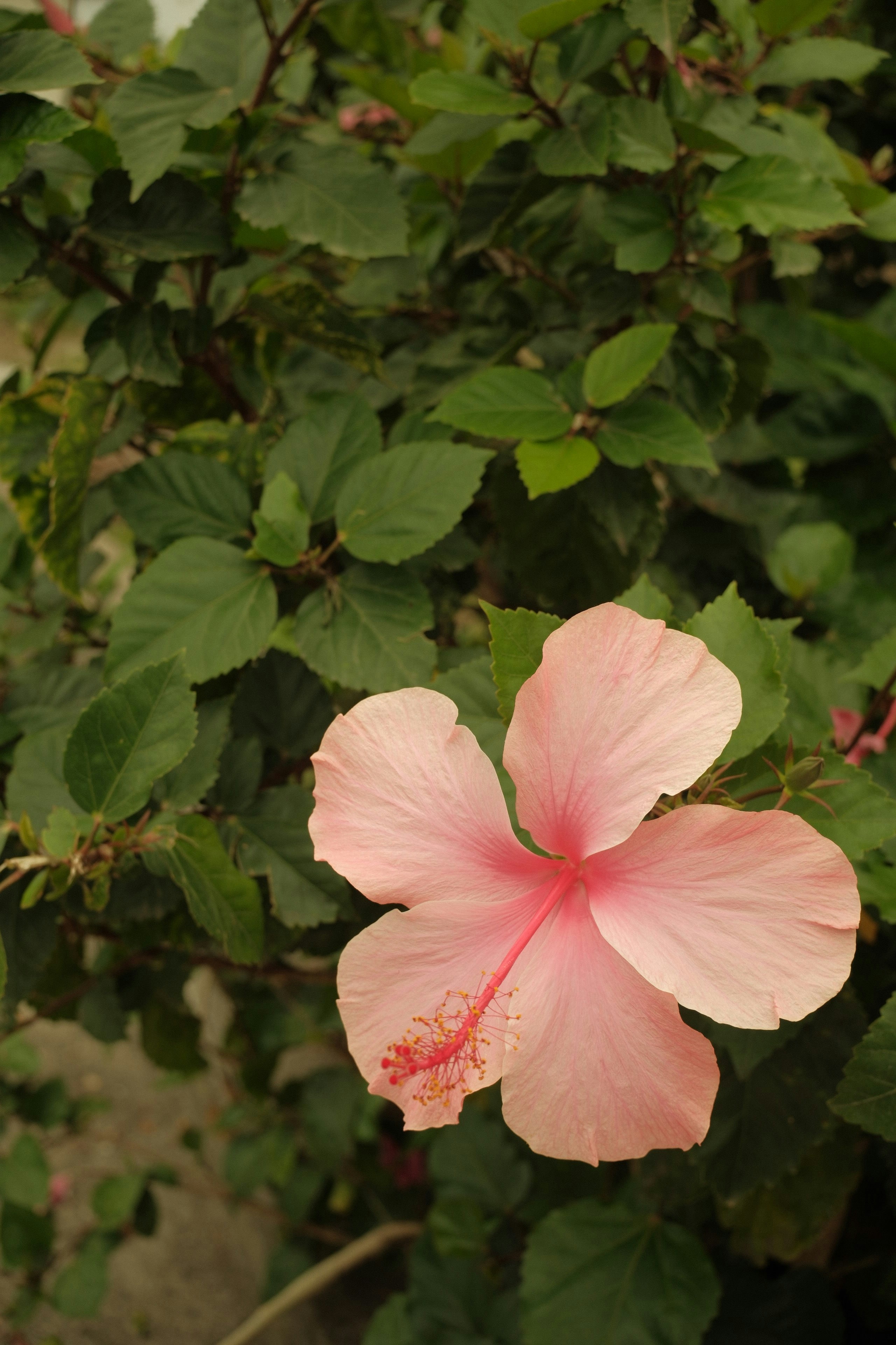 Madeira’s flowers 🥹🌸💐🌺 | A delicate pink hibiscus flower blooms on a green bush.