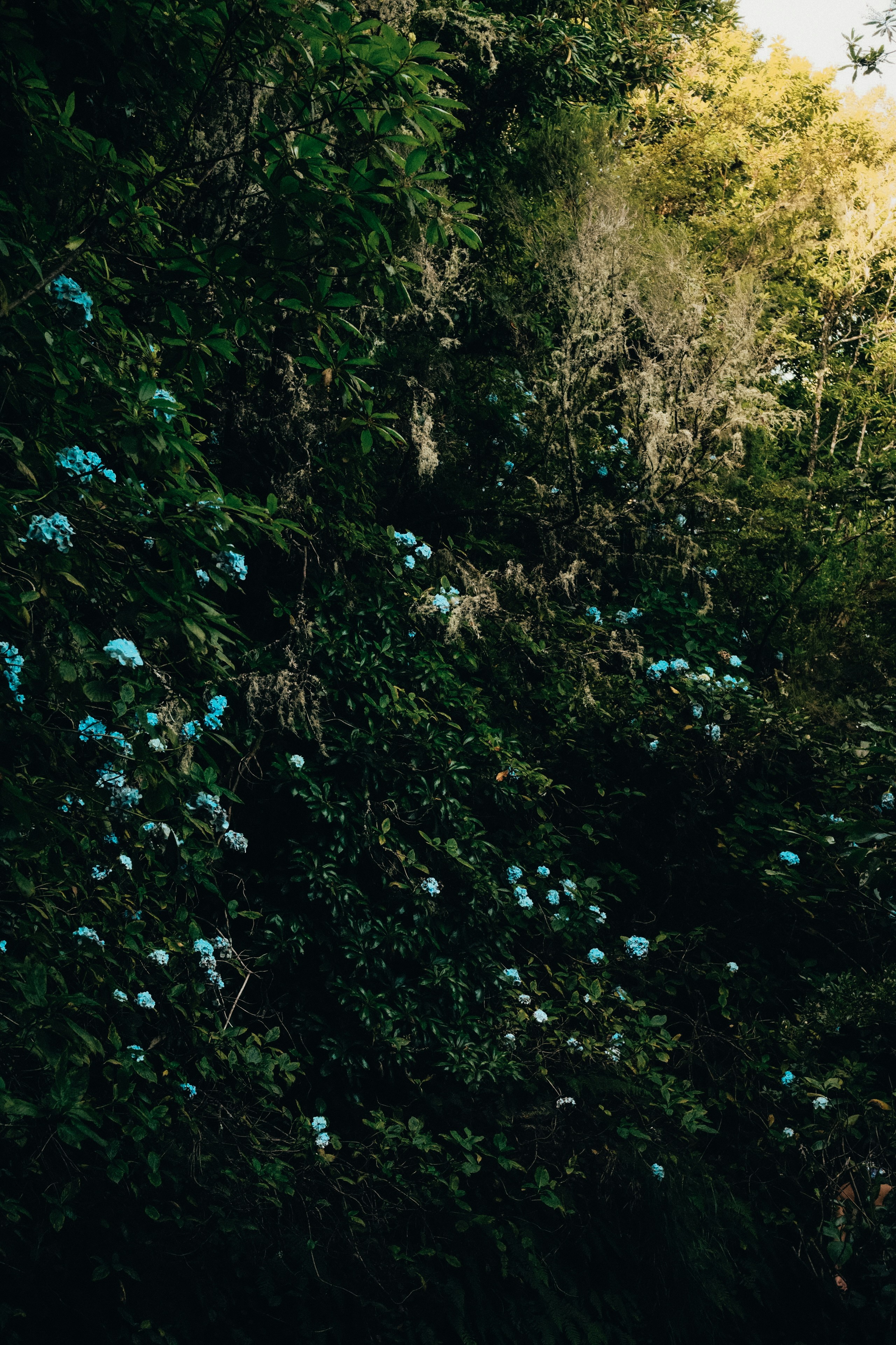 Blue flowers bloom on a lush green hillside.