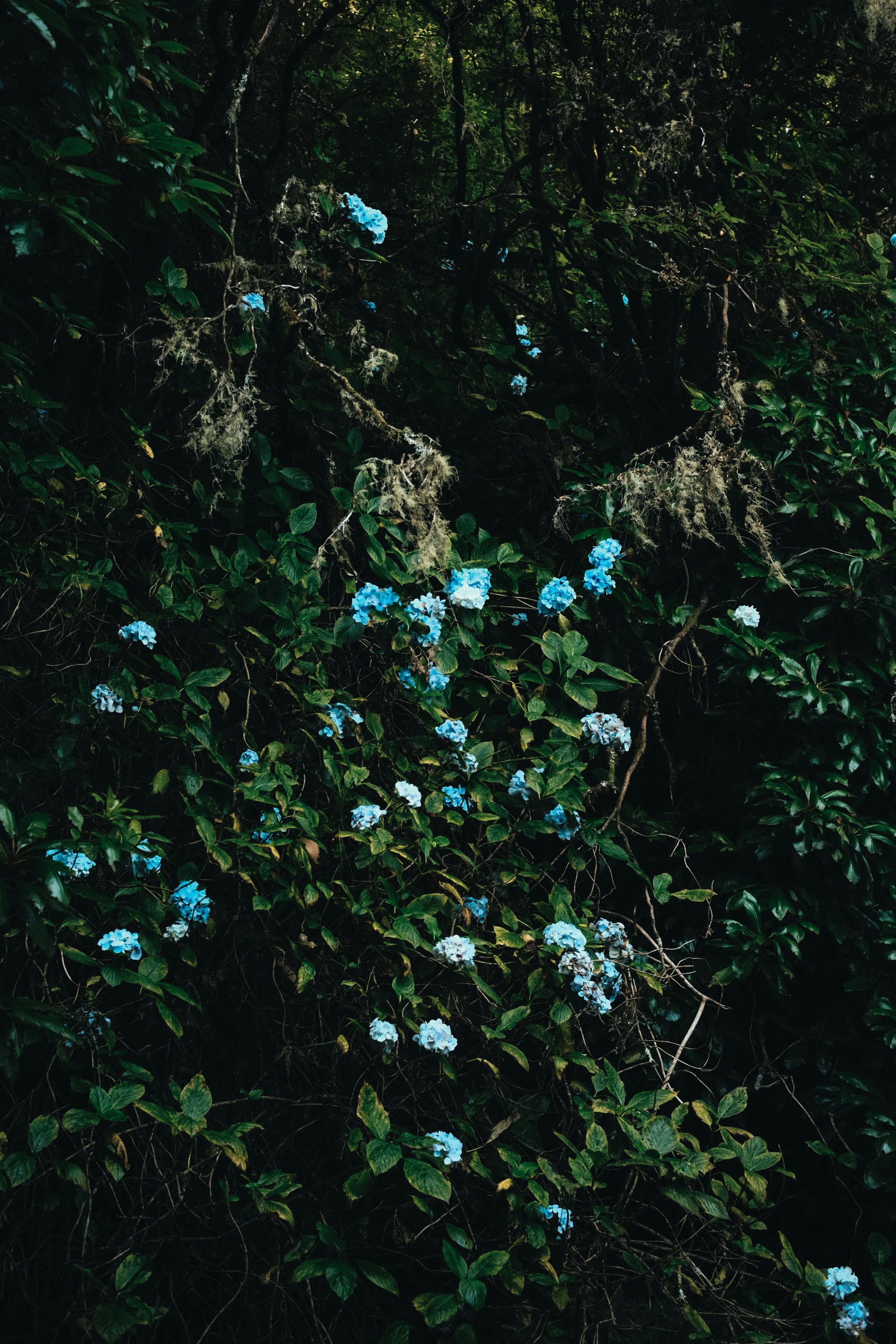 Delicate blue flowers emerge from a lush green backdrop, intertwined with moss and foliage, creating a serene natural tapestry.