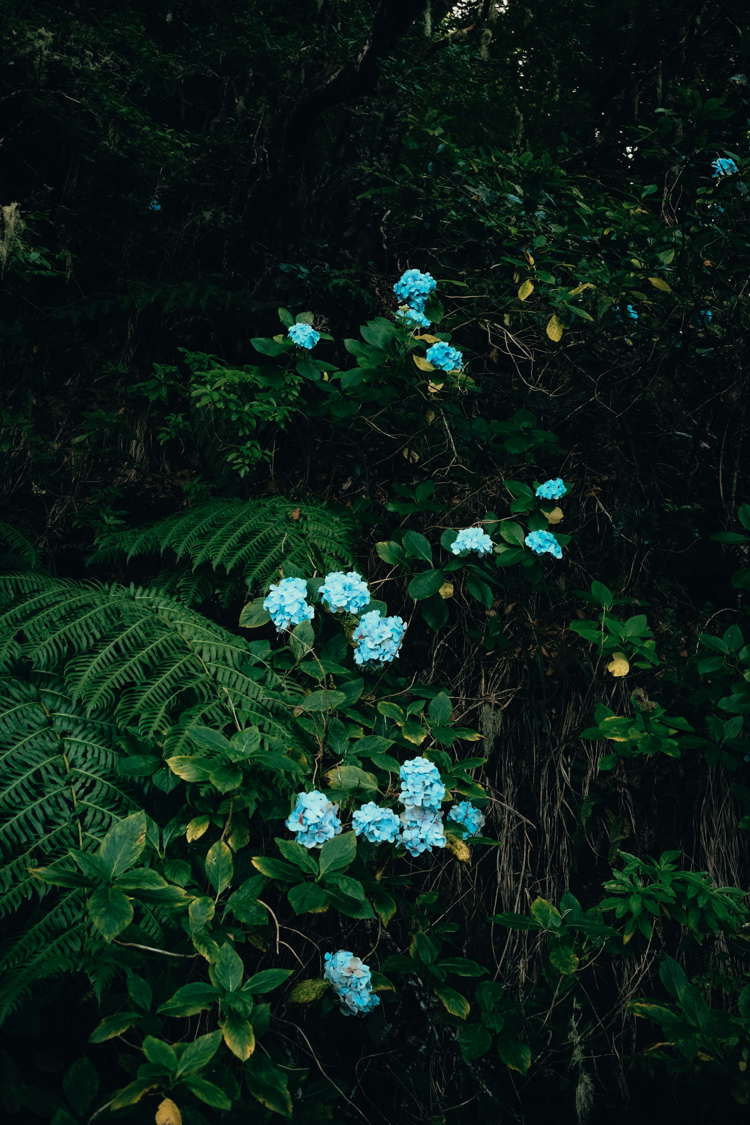 Blue hydrangeas bloom among lush green foliage.