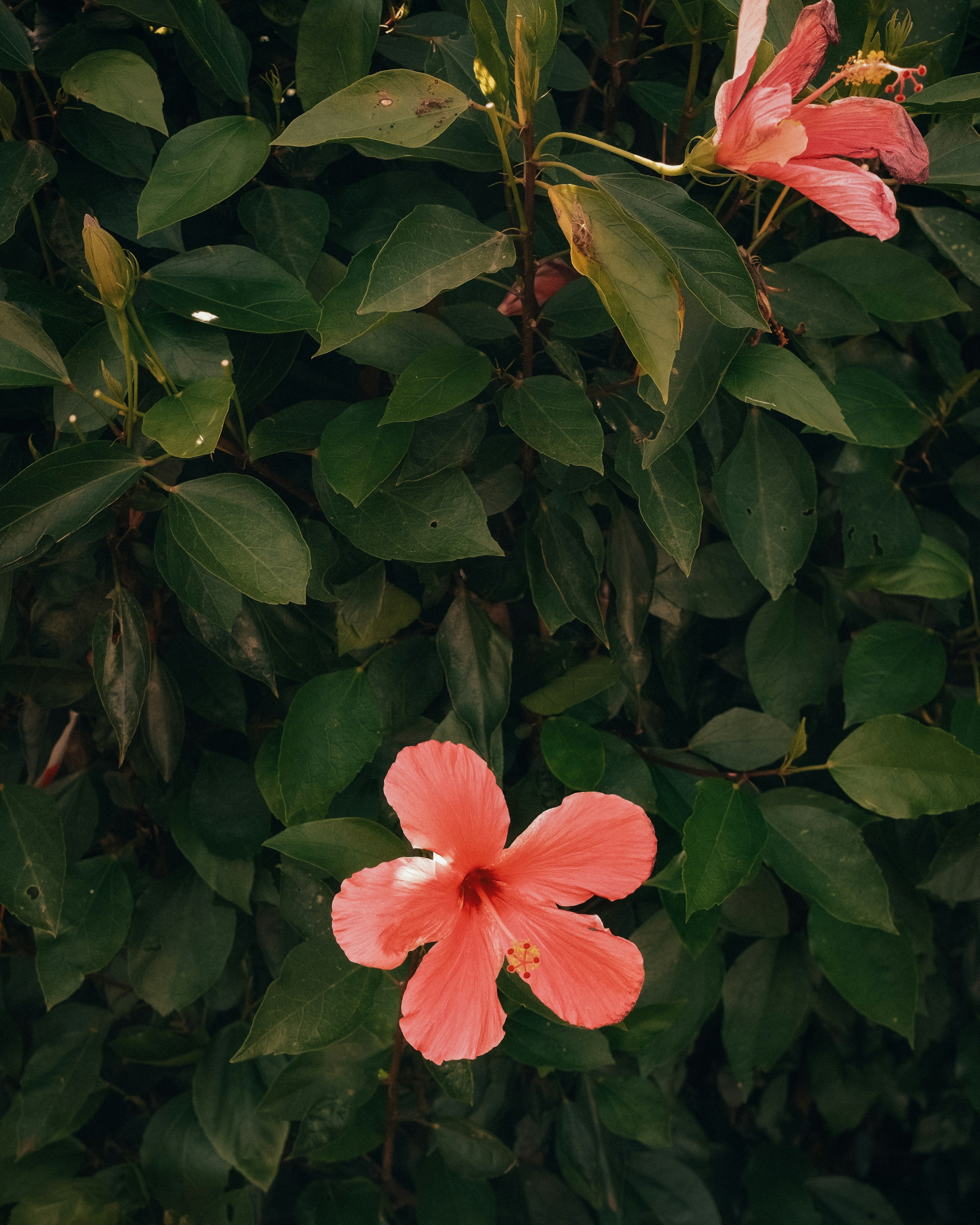 Two pink hibiscus flowers bloom on a green bush.