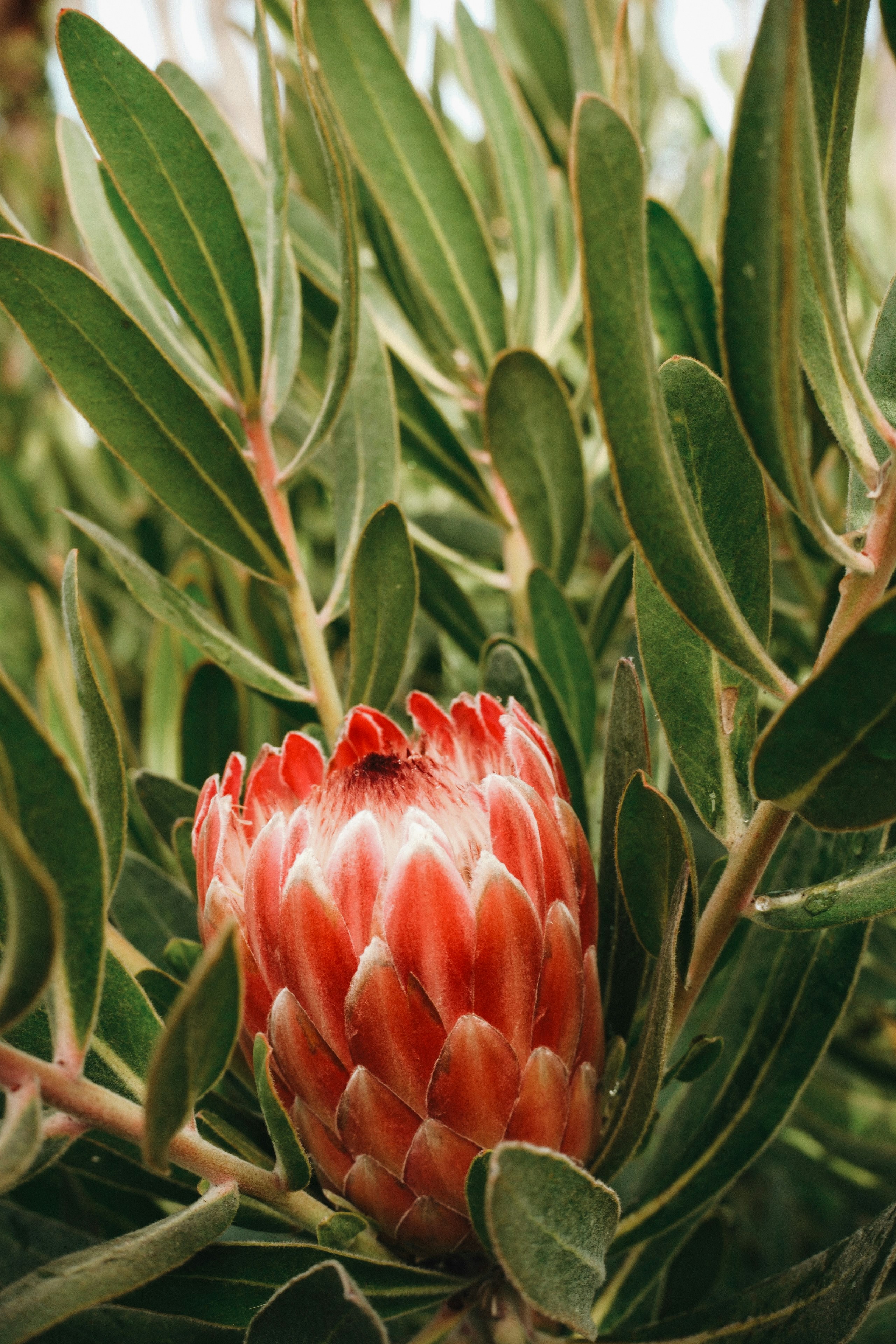 A vibrant red protea flower surrounded by green leaves