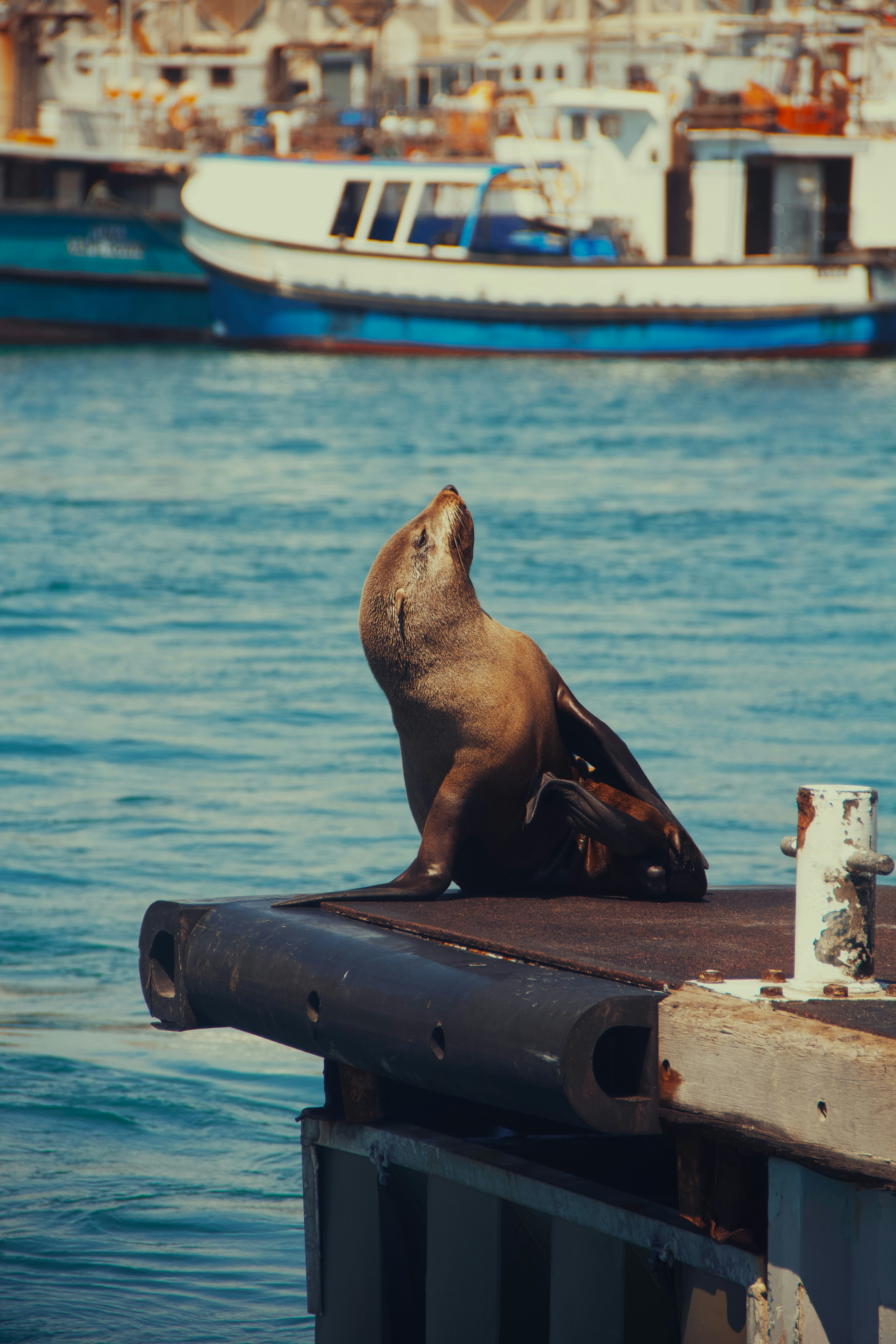 A sea lion sits on a dock with boats behind.