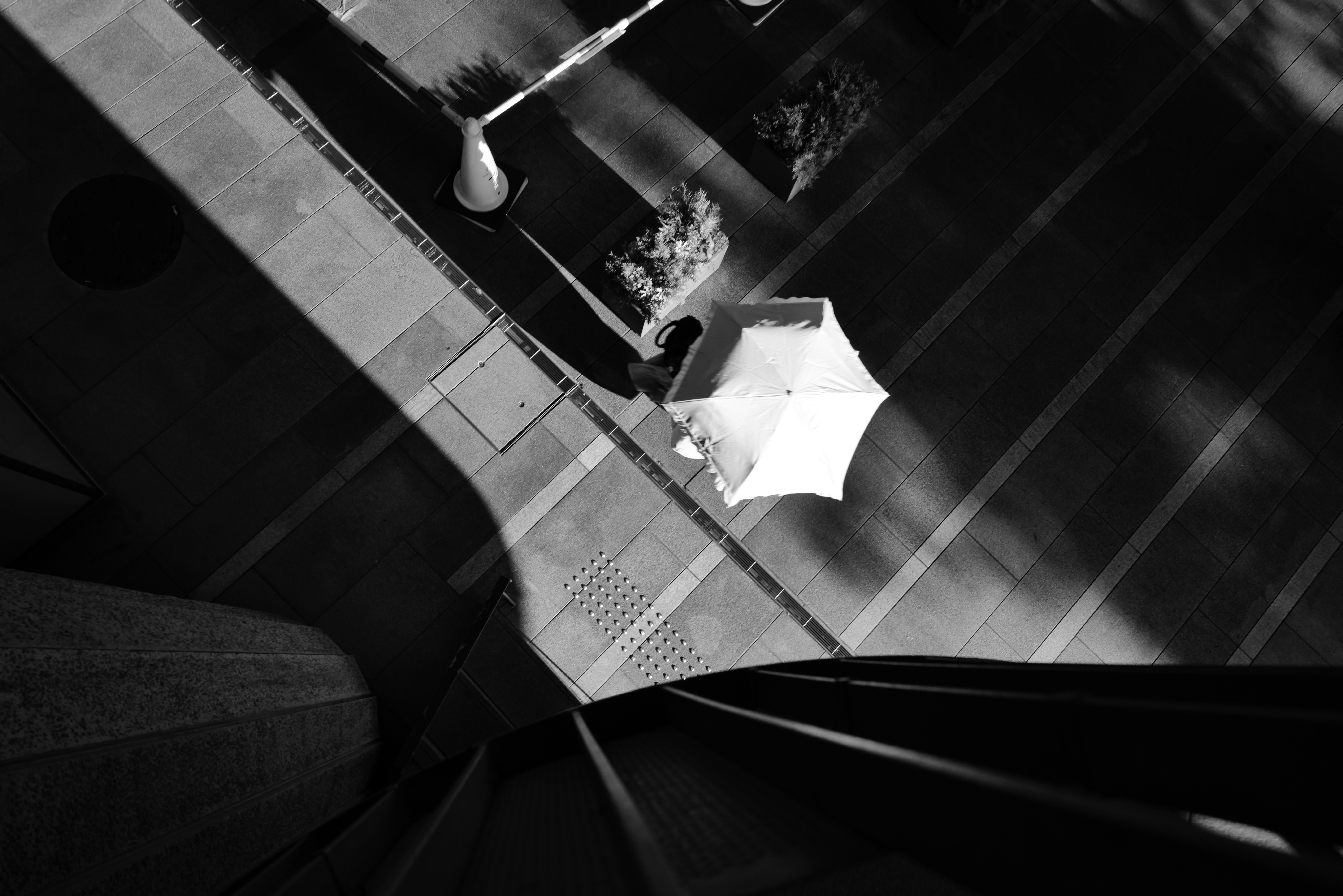 Urban Solitude: A Canopy of Calm Amidst Concrete