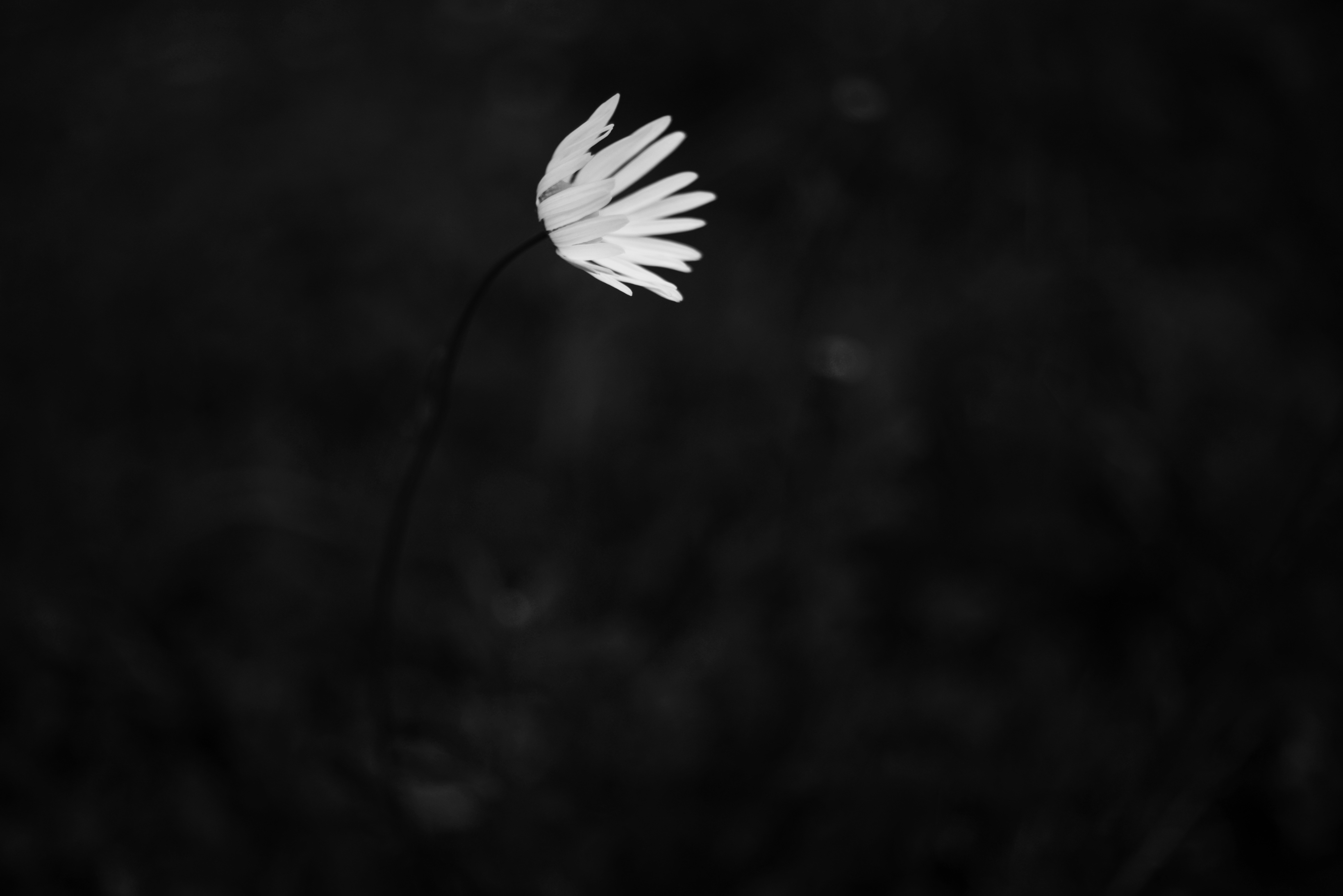 Whispers of Solitude: A Flower's Elegy