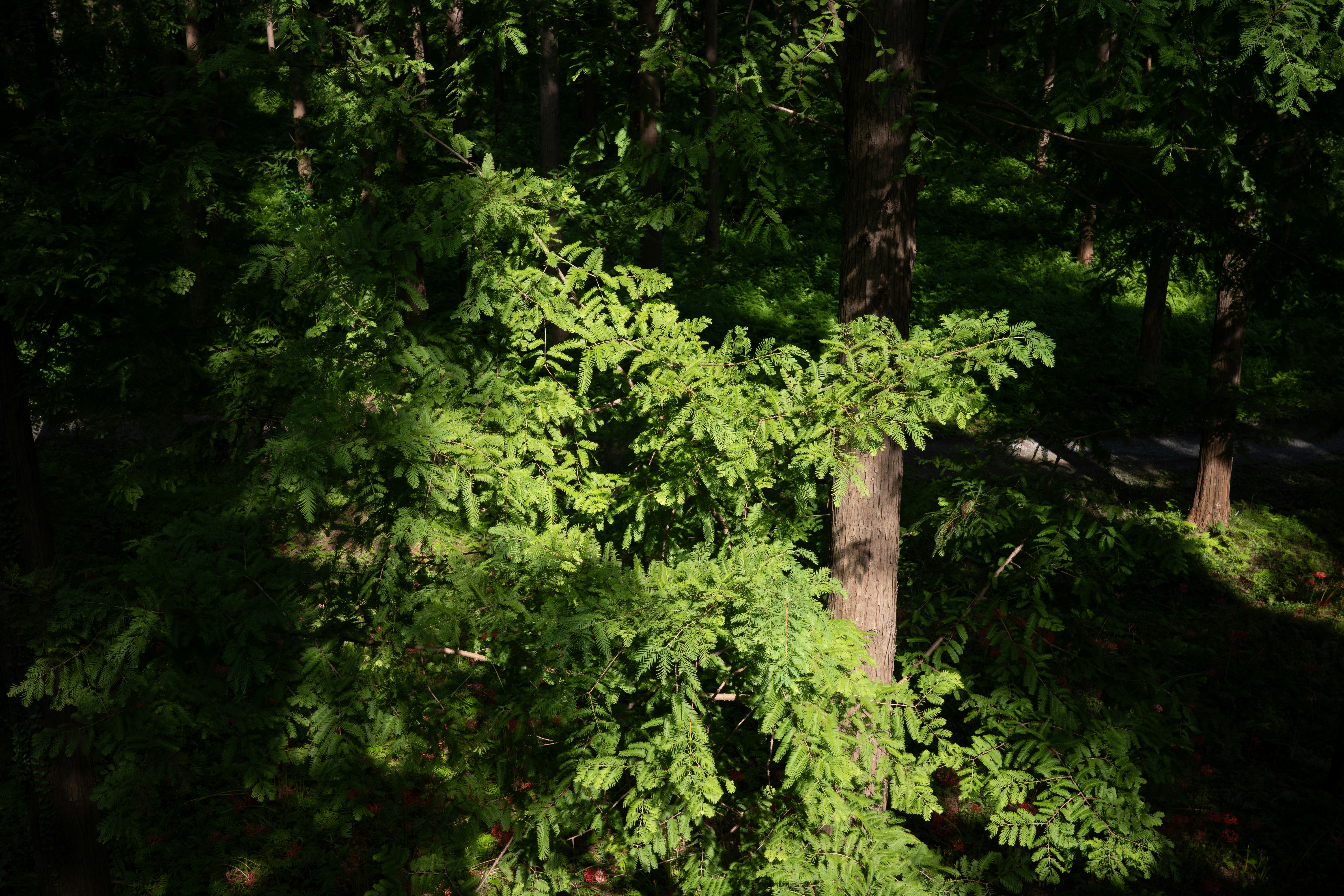 Emerald Canopy: A Dance of Light and Shadow