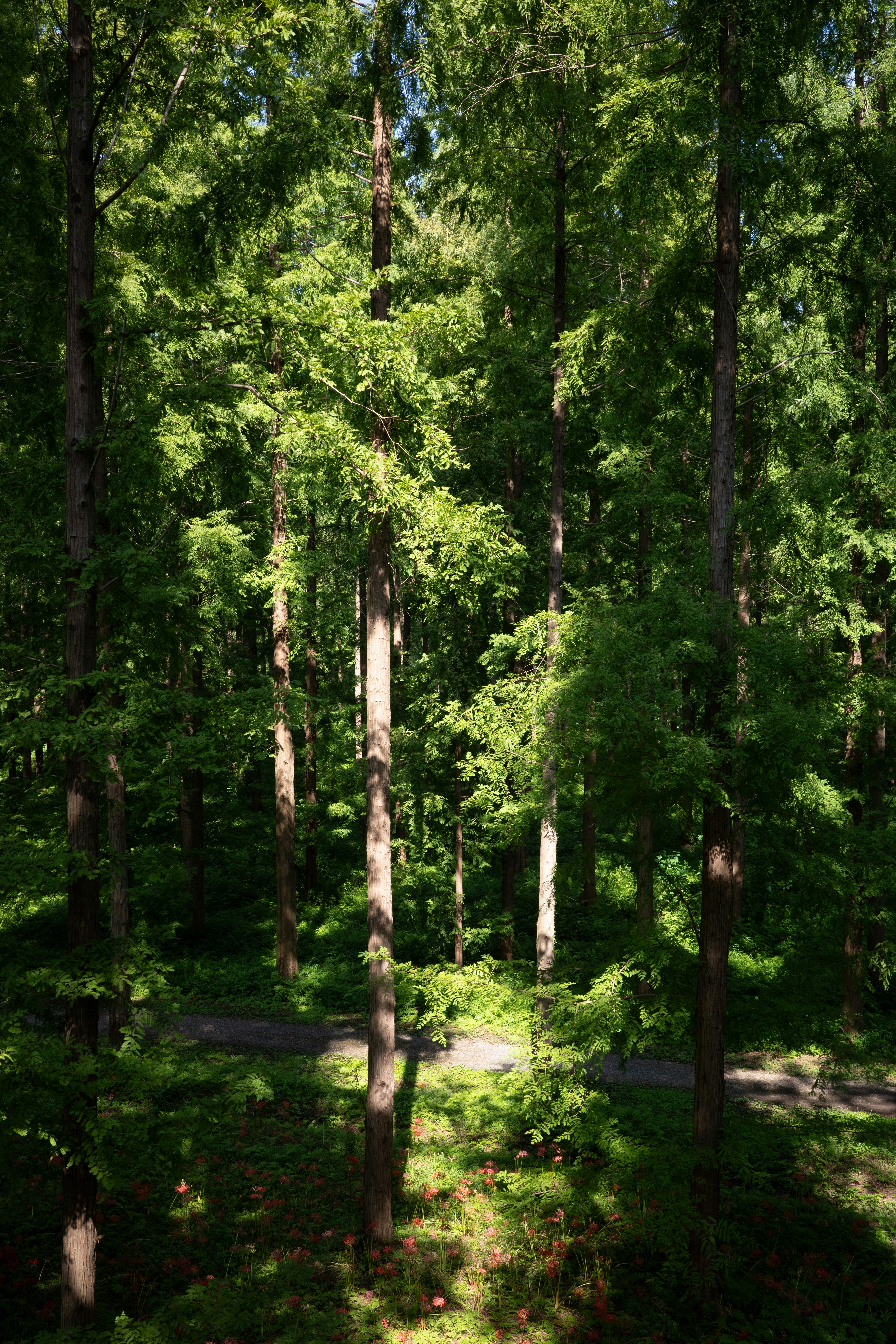 Emerald Canopy Over a Quiet Woodland Path