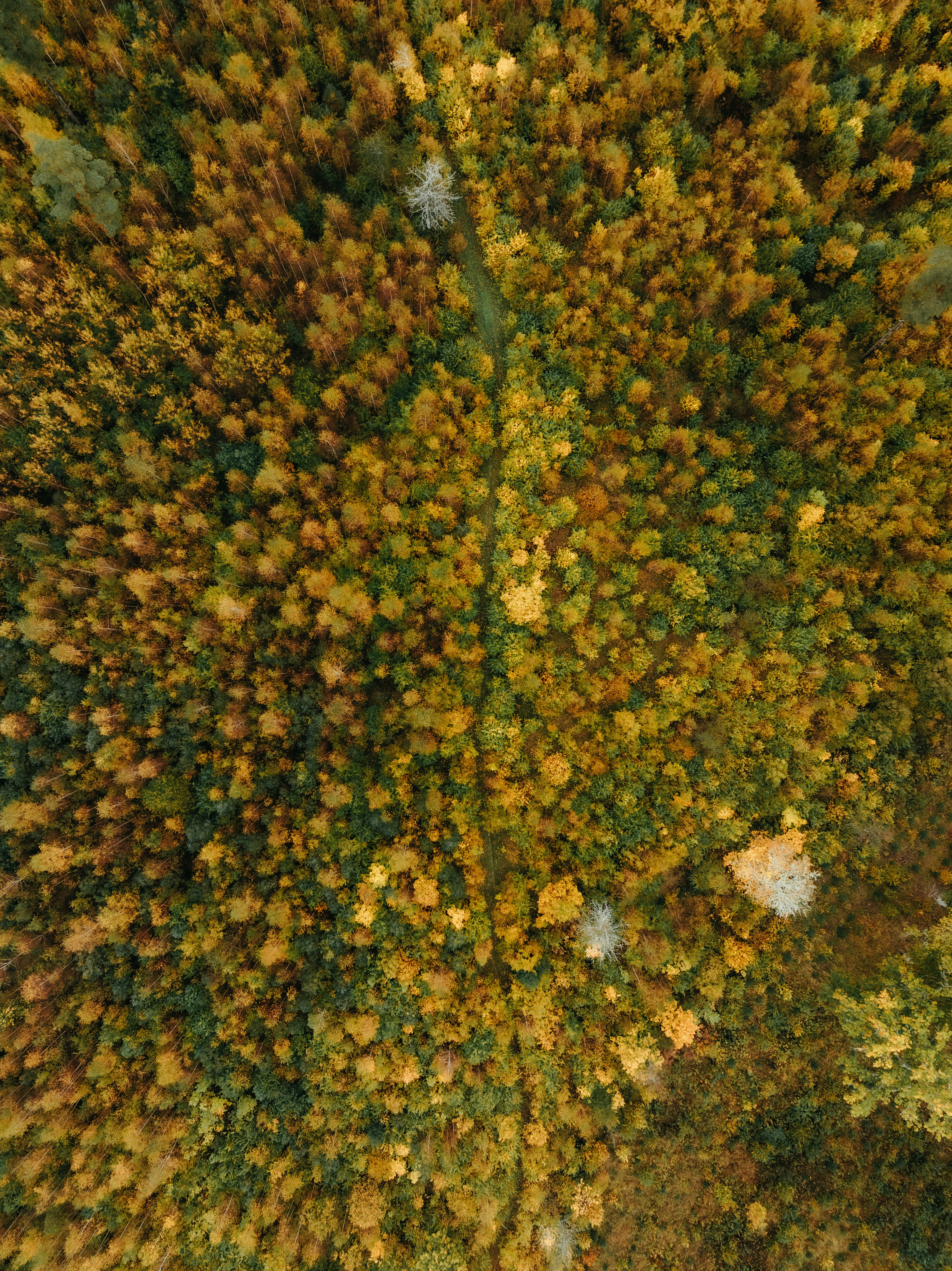 Aerial view of a forest with autumn colors photo – Free Forest Image on ...