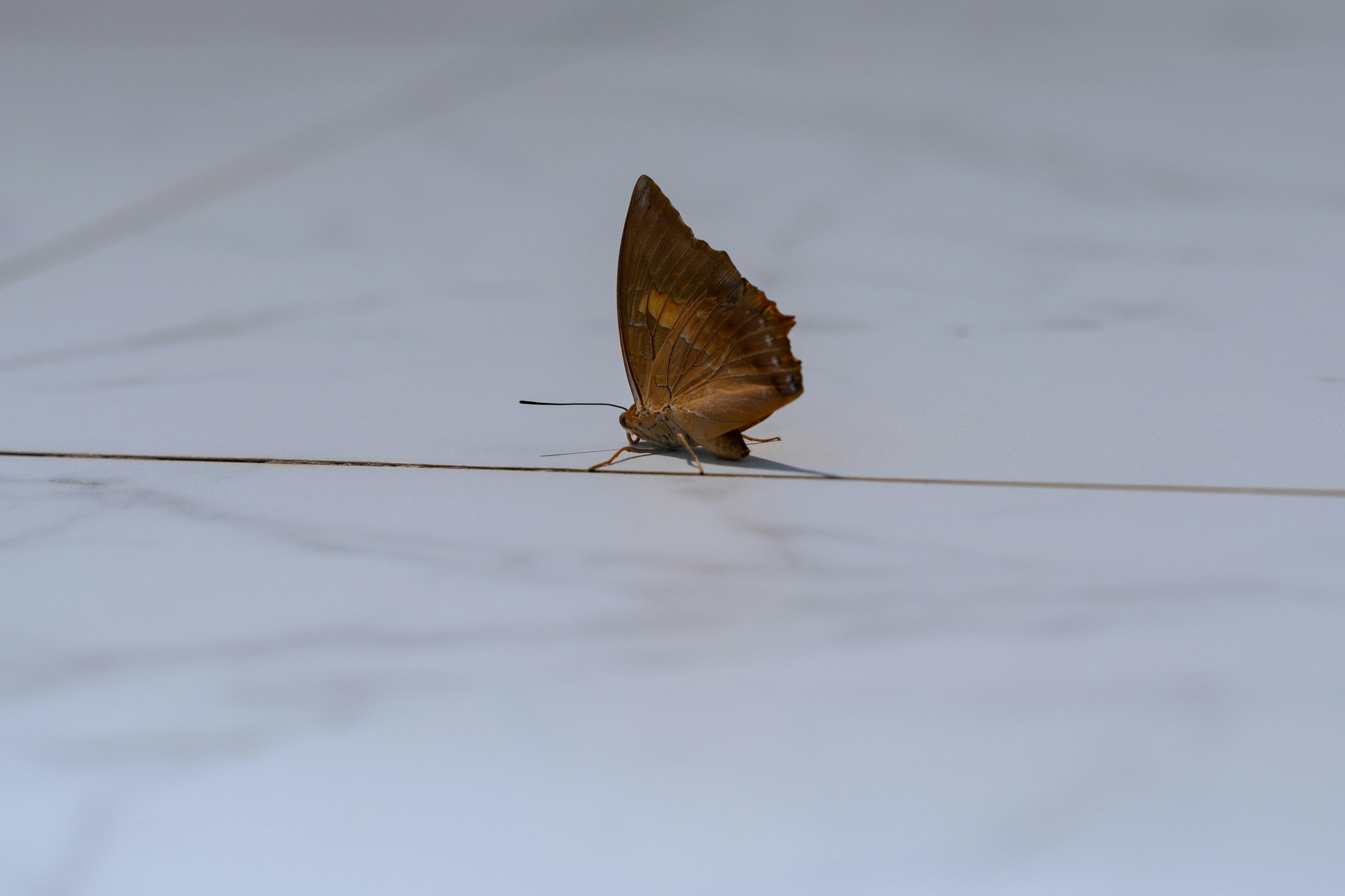 A Delicate Pause: The Butterfly's Moment