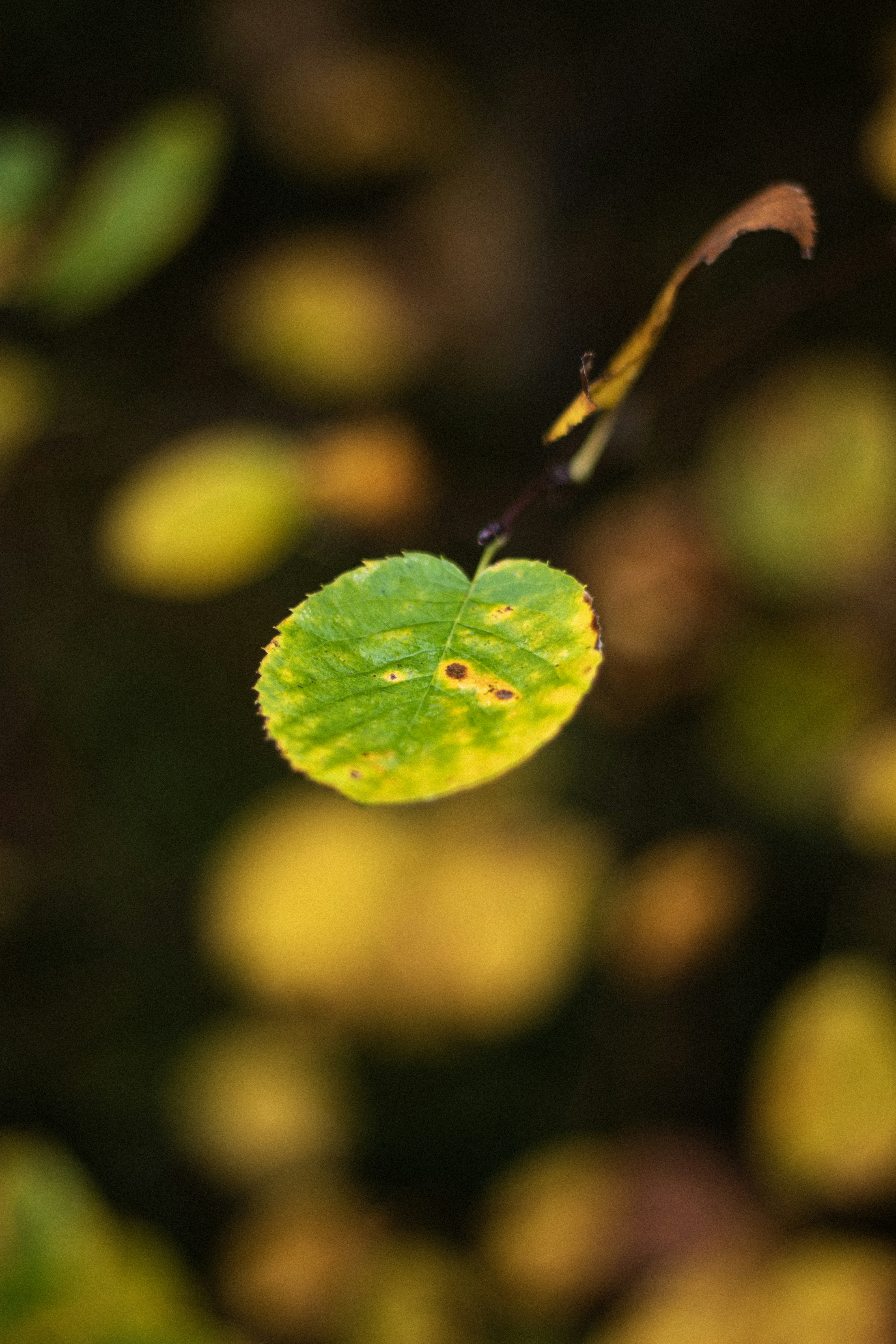 The Resilience of Autumn's Last Leaf