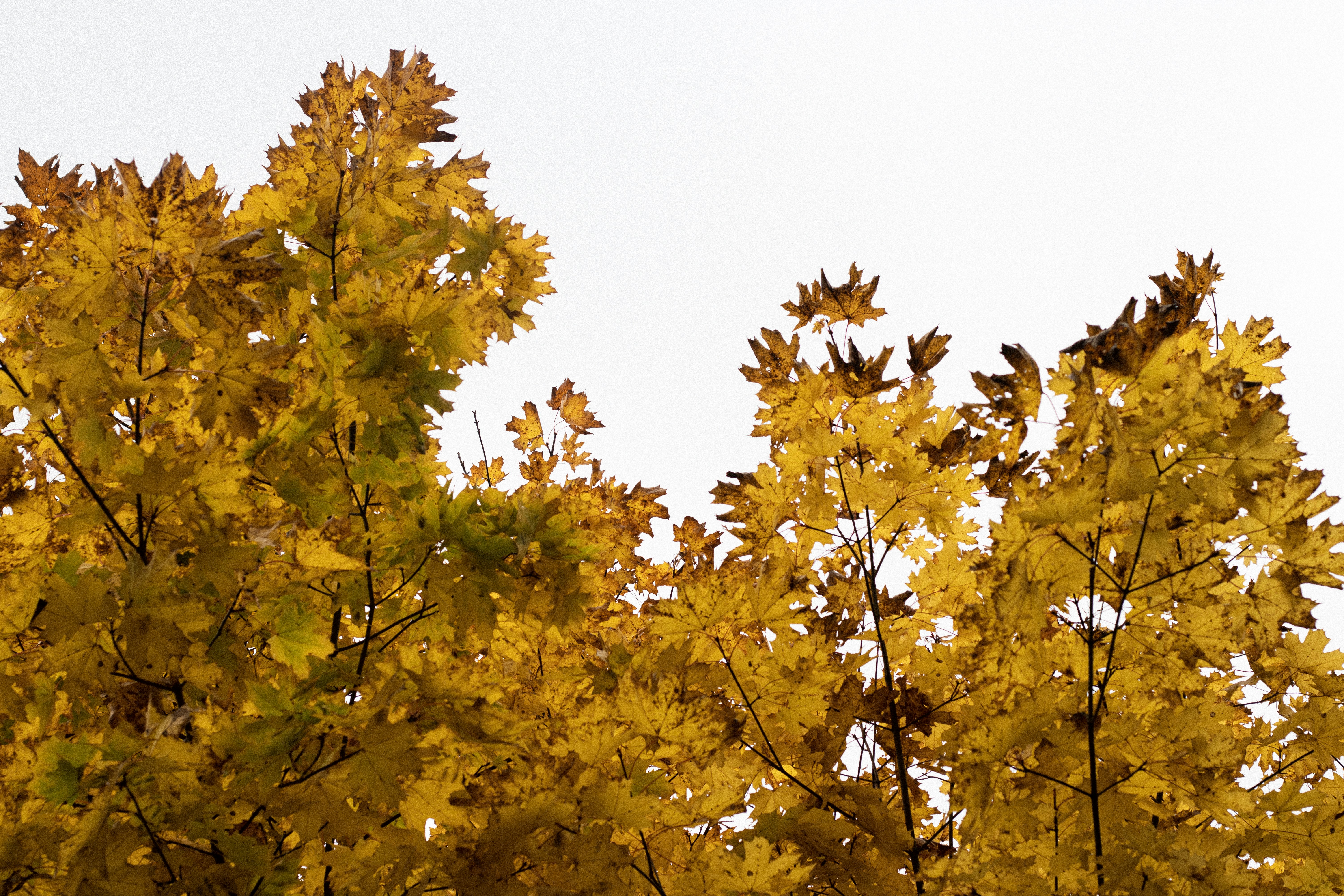 Golden autumn leaves against a bright sky