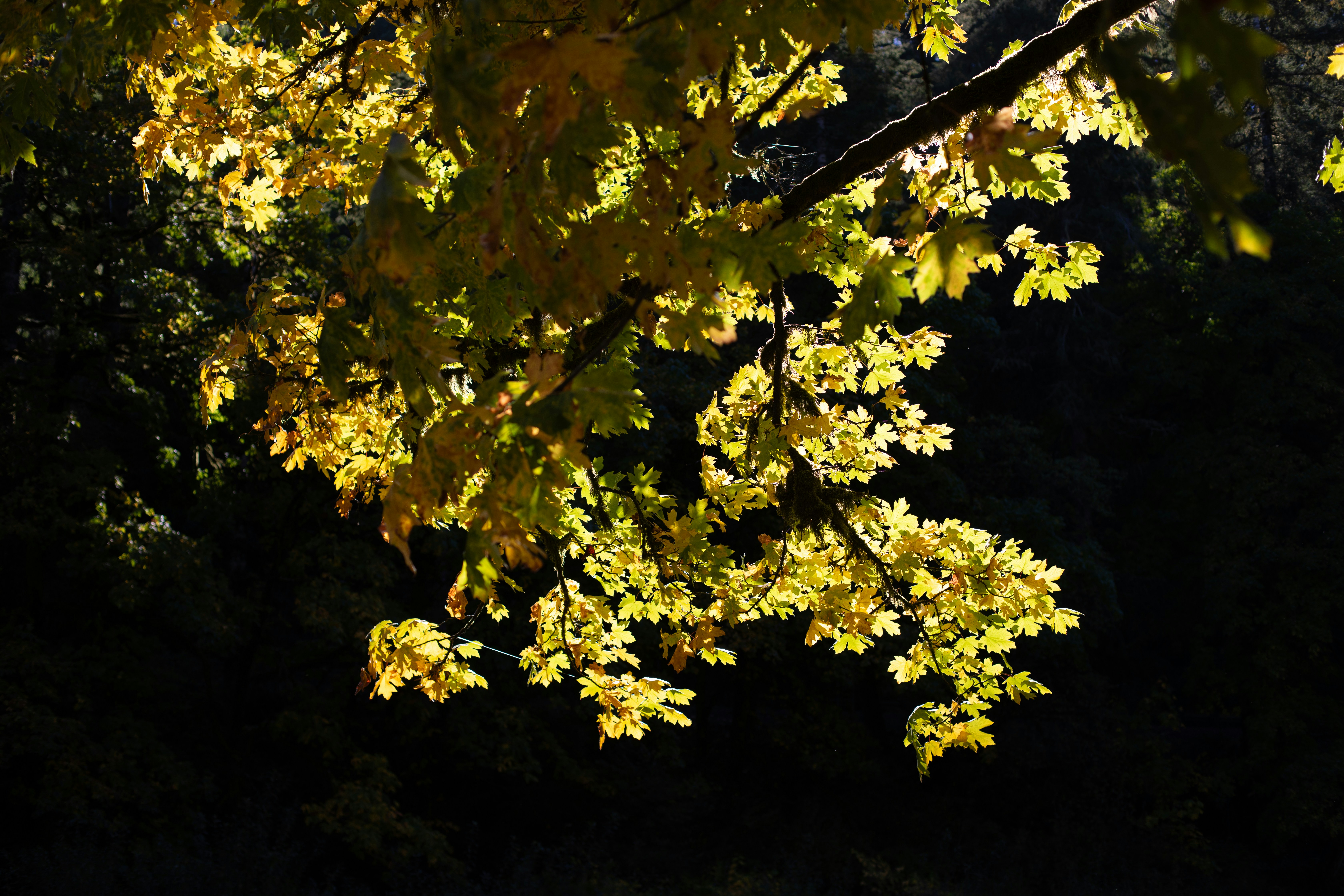Sunlit golden leaves glimmer against a dark background, highlighting the intricate details of autumn foliage.