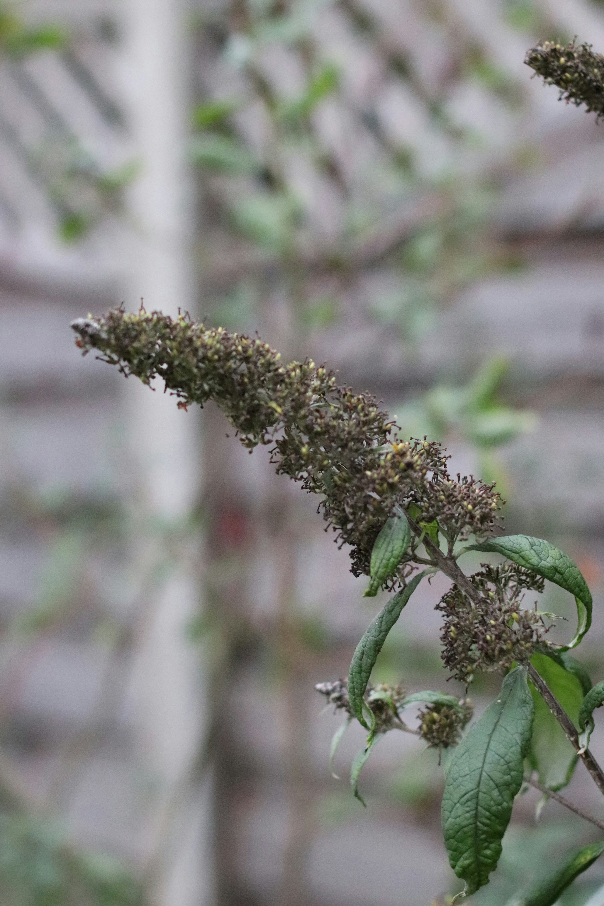 A dried flower stalk with green leaves.