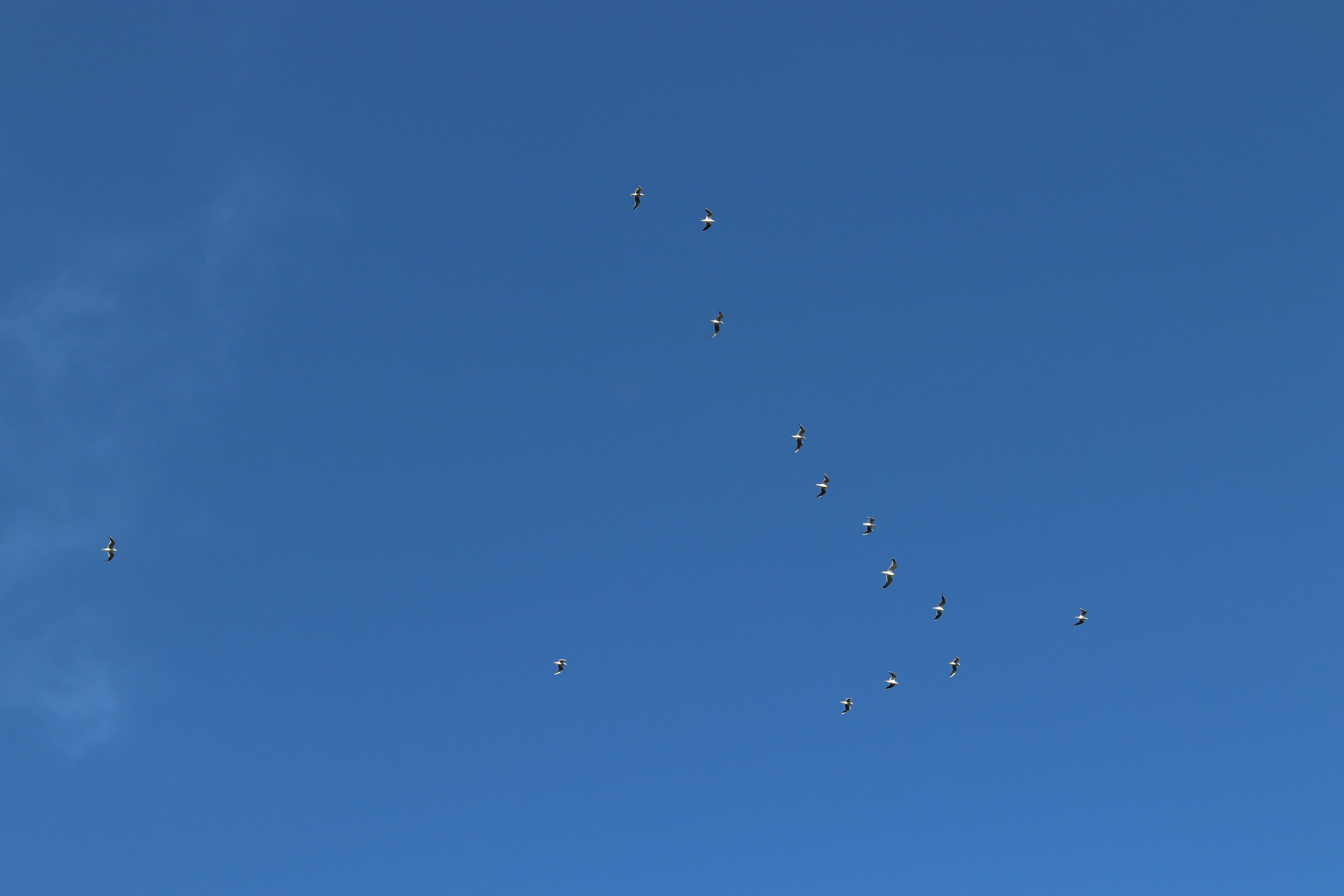 A flock of birds flying in a clear blue sky.