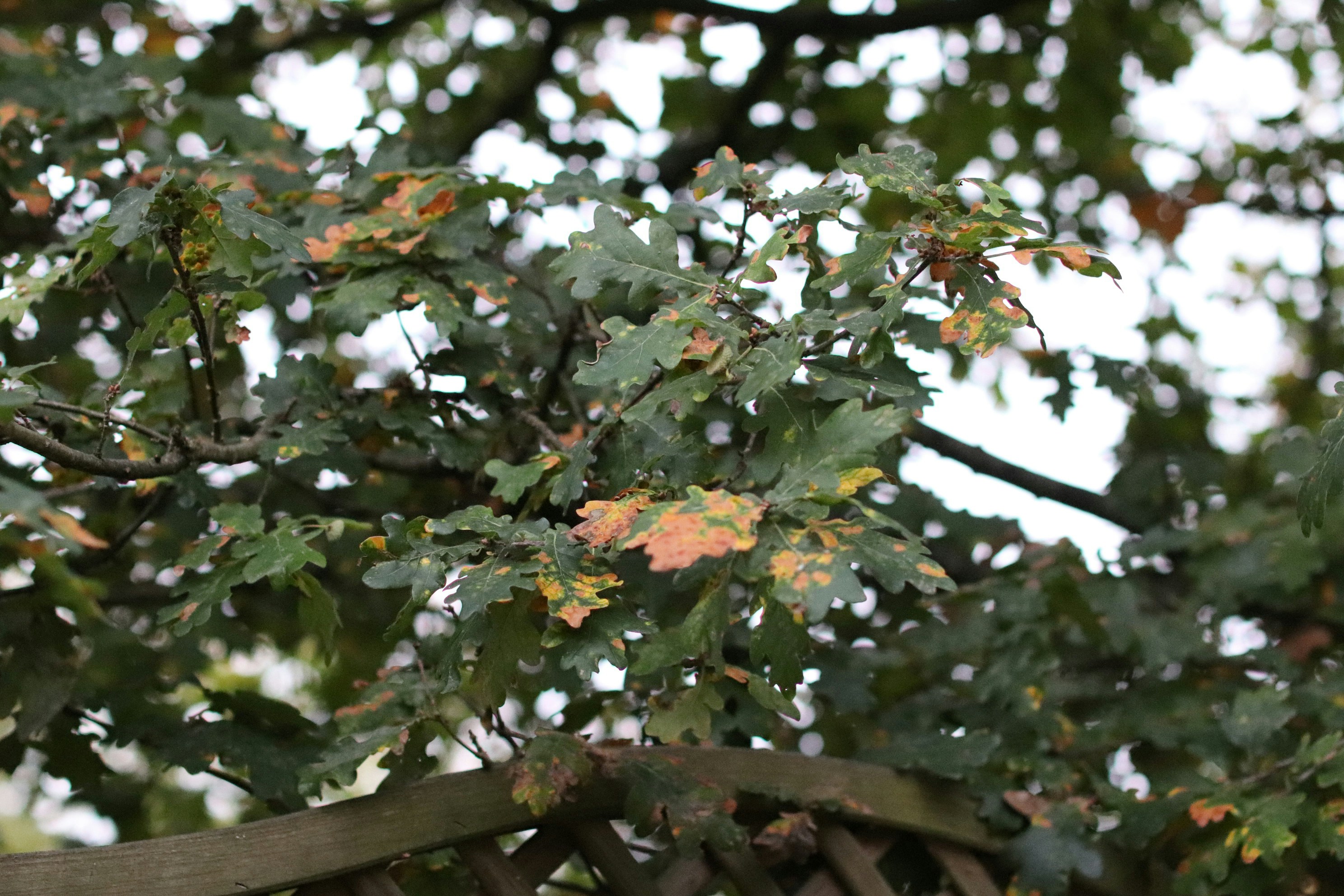 Green oak leaves with some turning yellow and orange.
