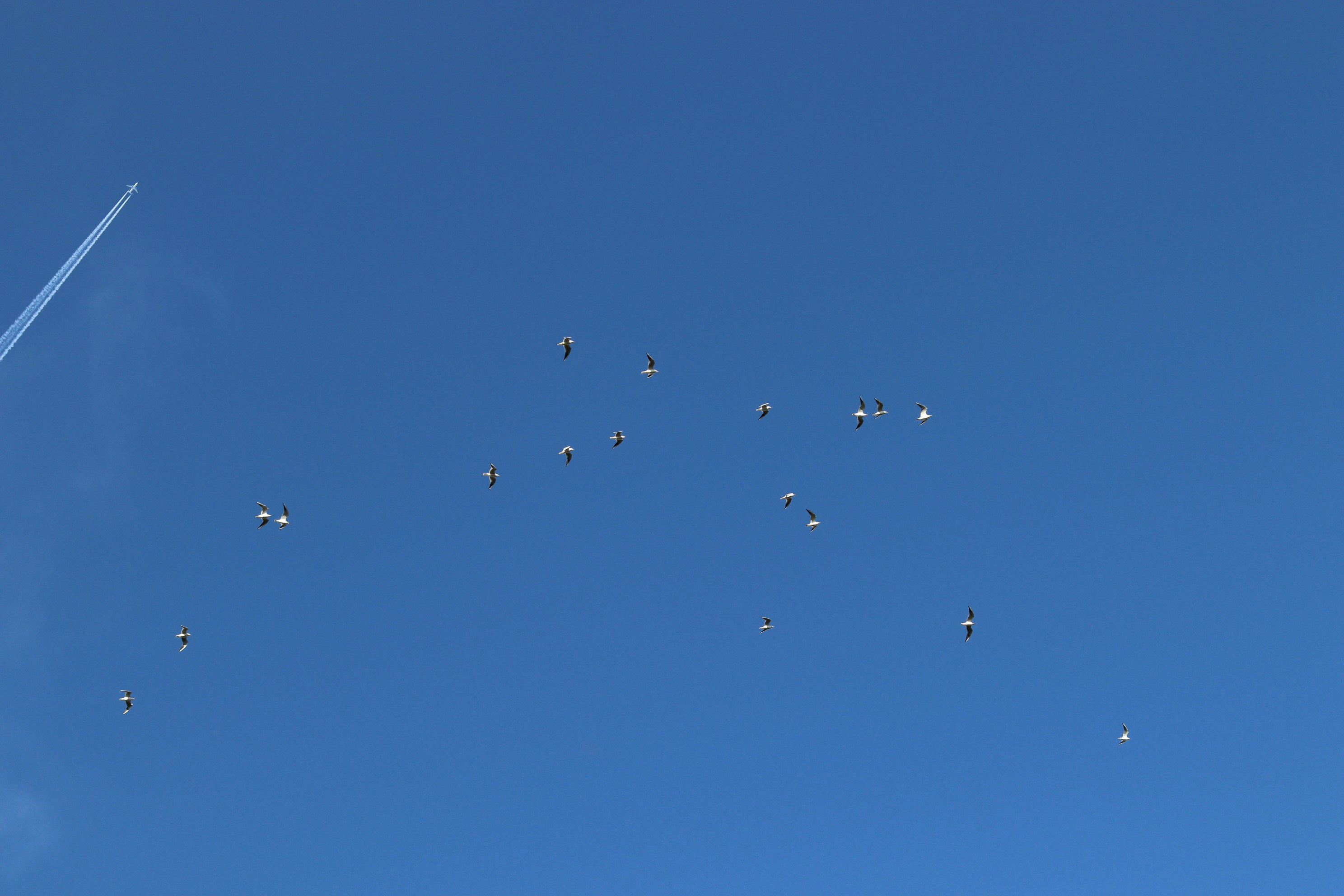Skyward Symphony: A Dance of Birds and Flight Trails