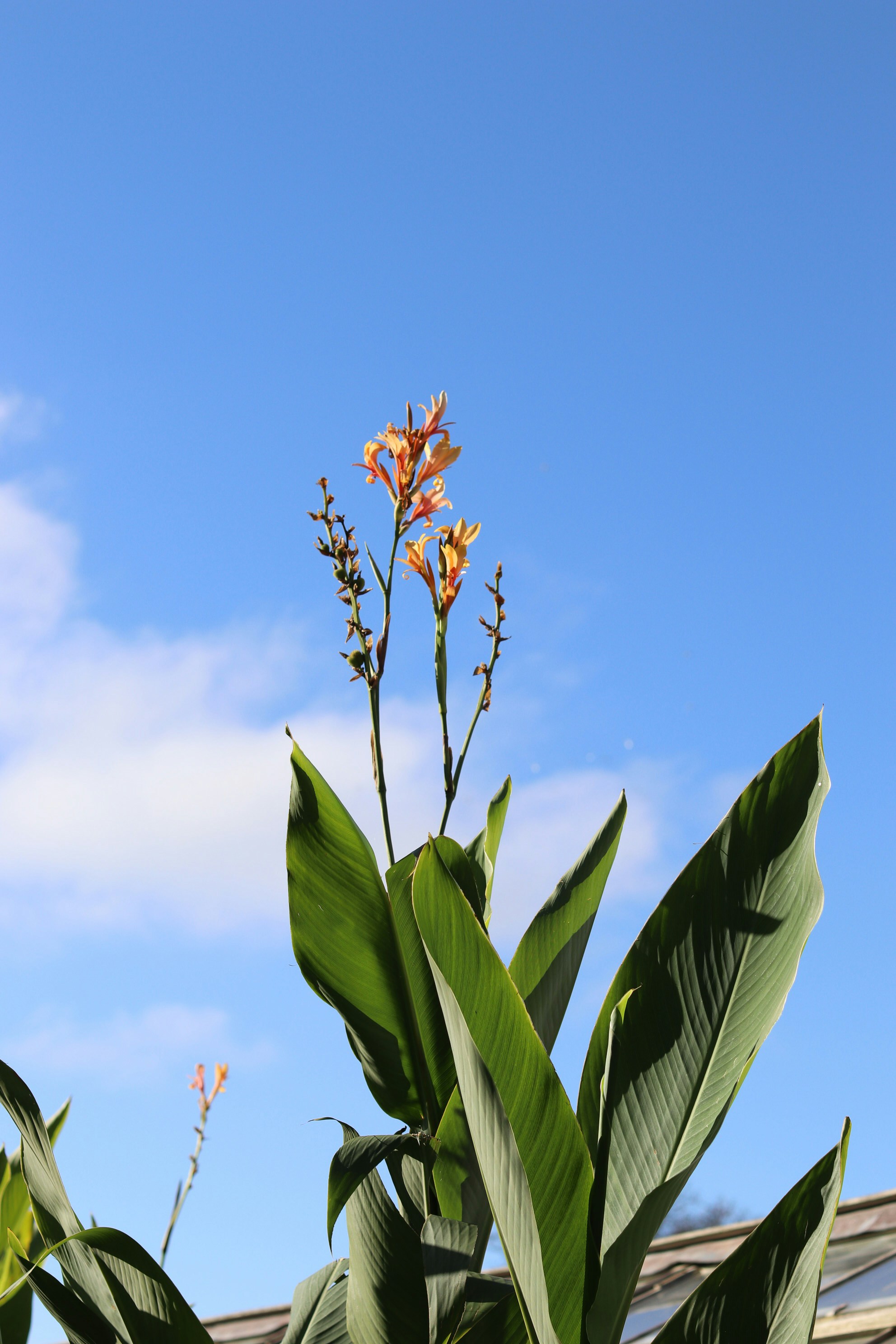 Orange flowers bloom against a bright blue sky.