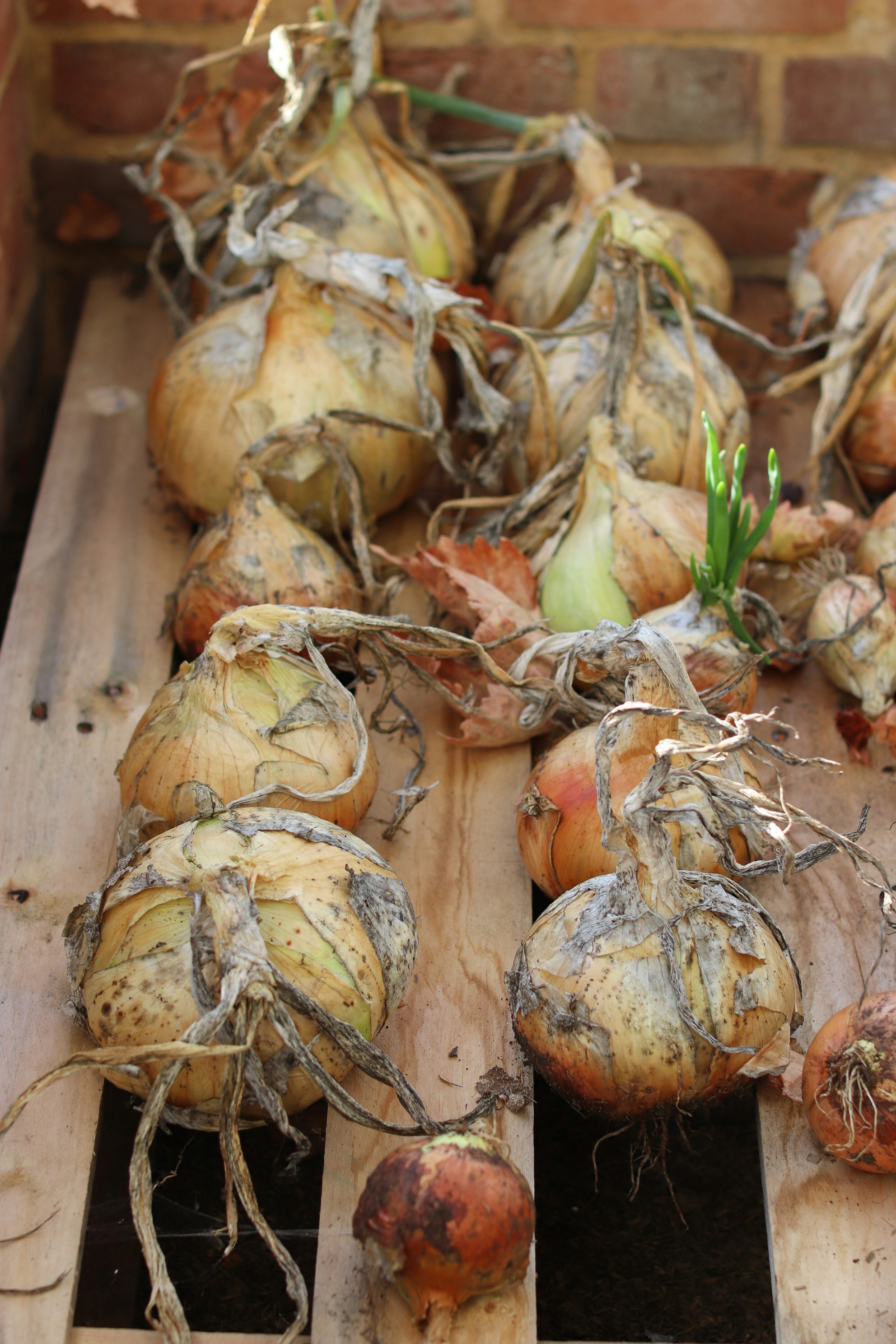 Freshly harvested onions with visible roots resting on a wooden surface, showcasing their earthy texture and organic origins.