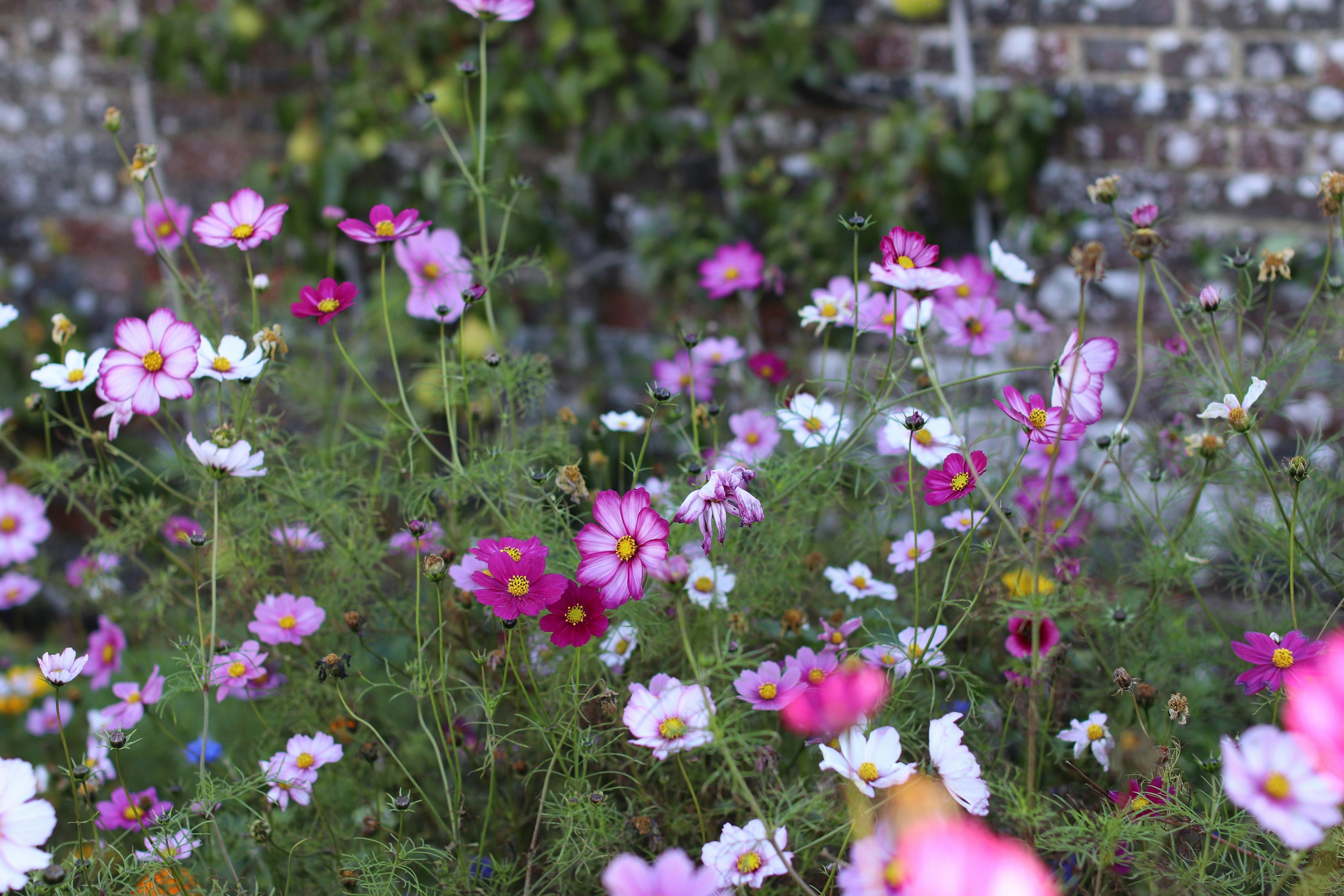 Cosmos Carousel: Pink and White Blooms Against a Weathered Brick Backdrop