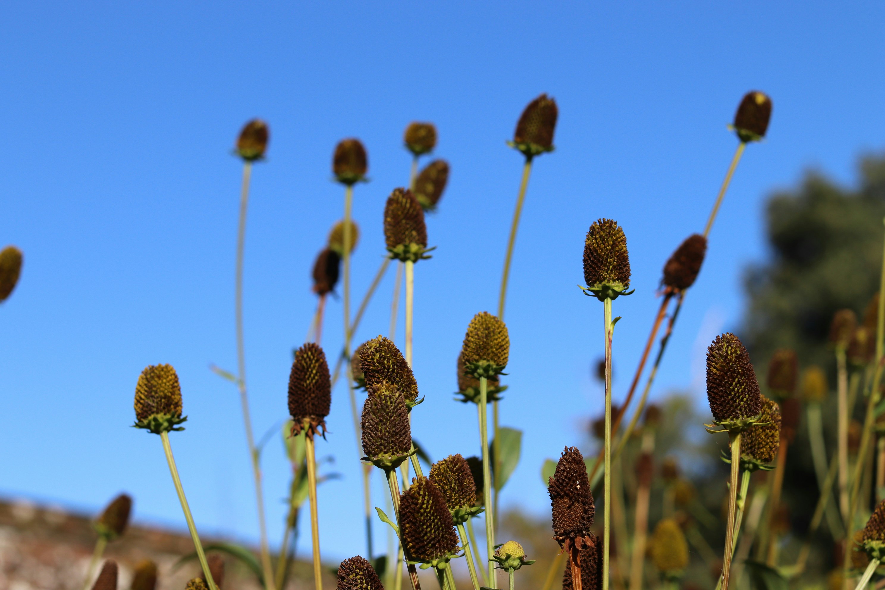 Brown seed heads of coneflowers against blue sky