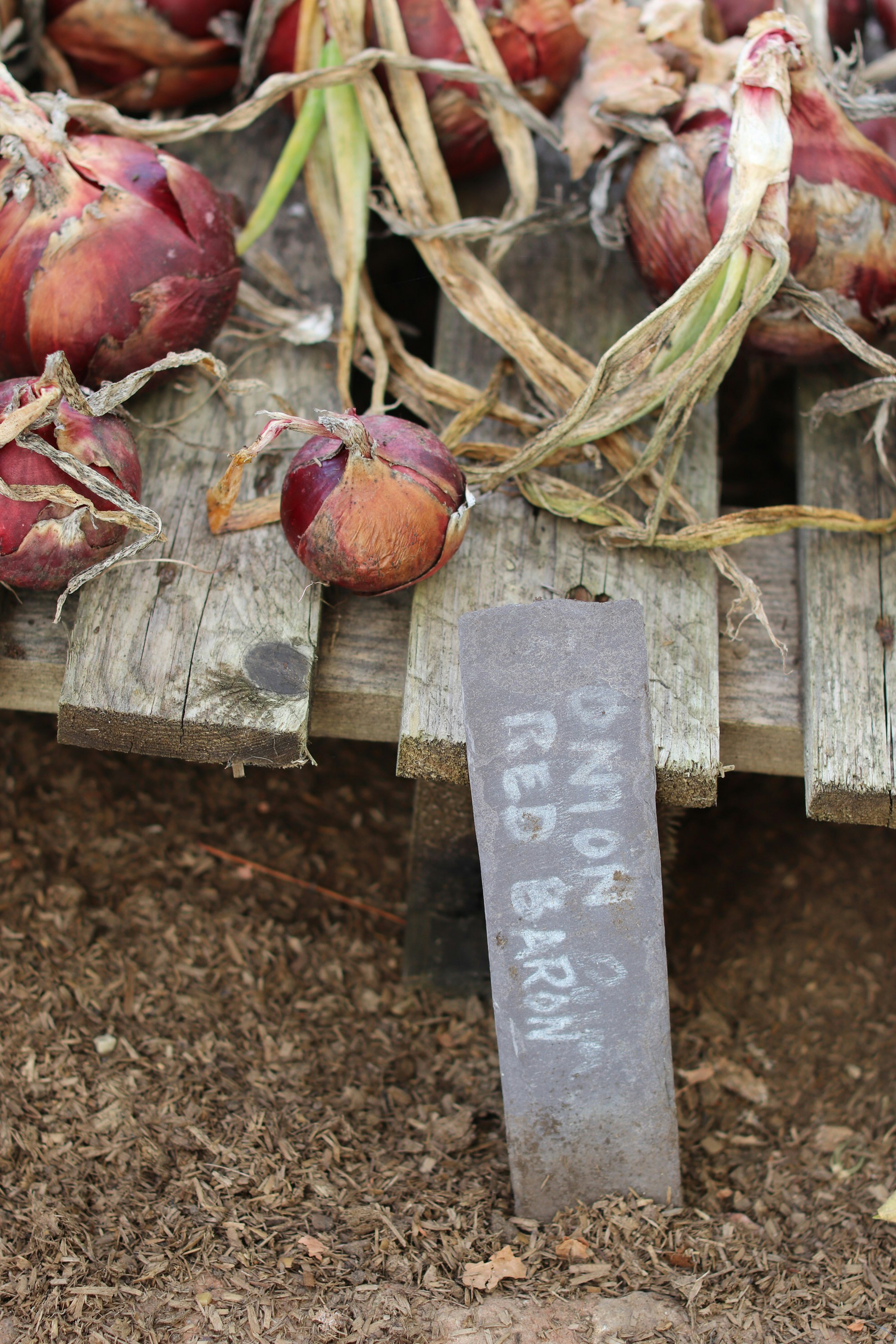 Harvested Treasures: The Red Baron Onions