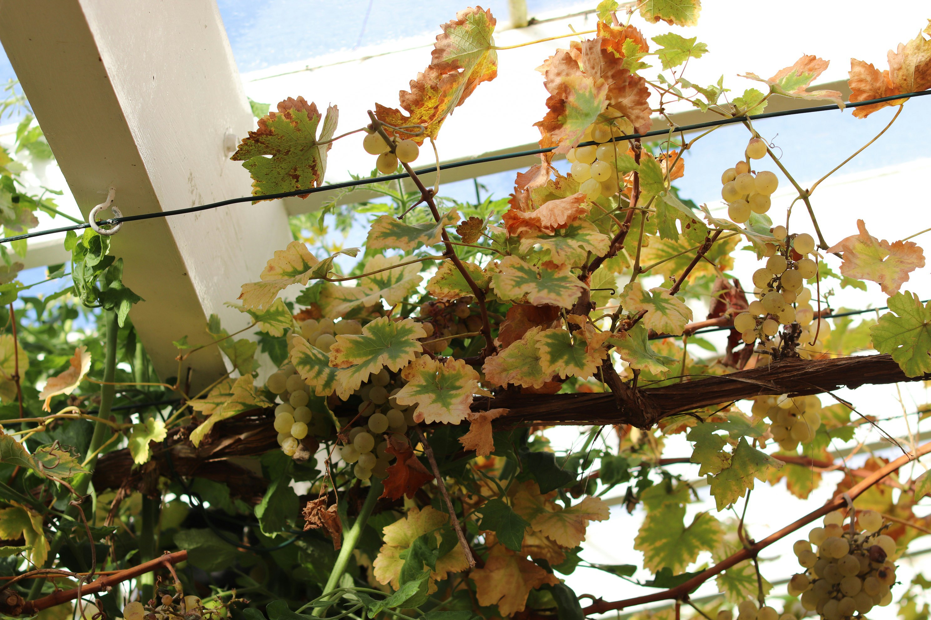 Whispers of the Vineyard: Nature's Palette