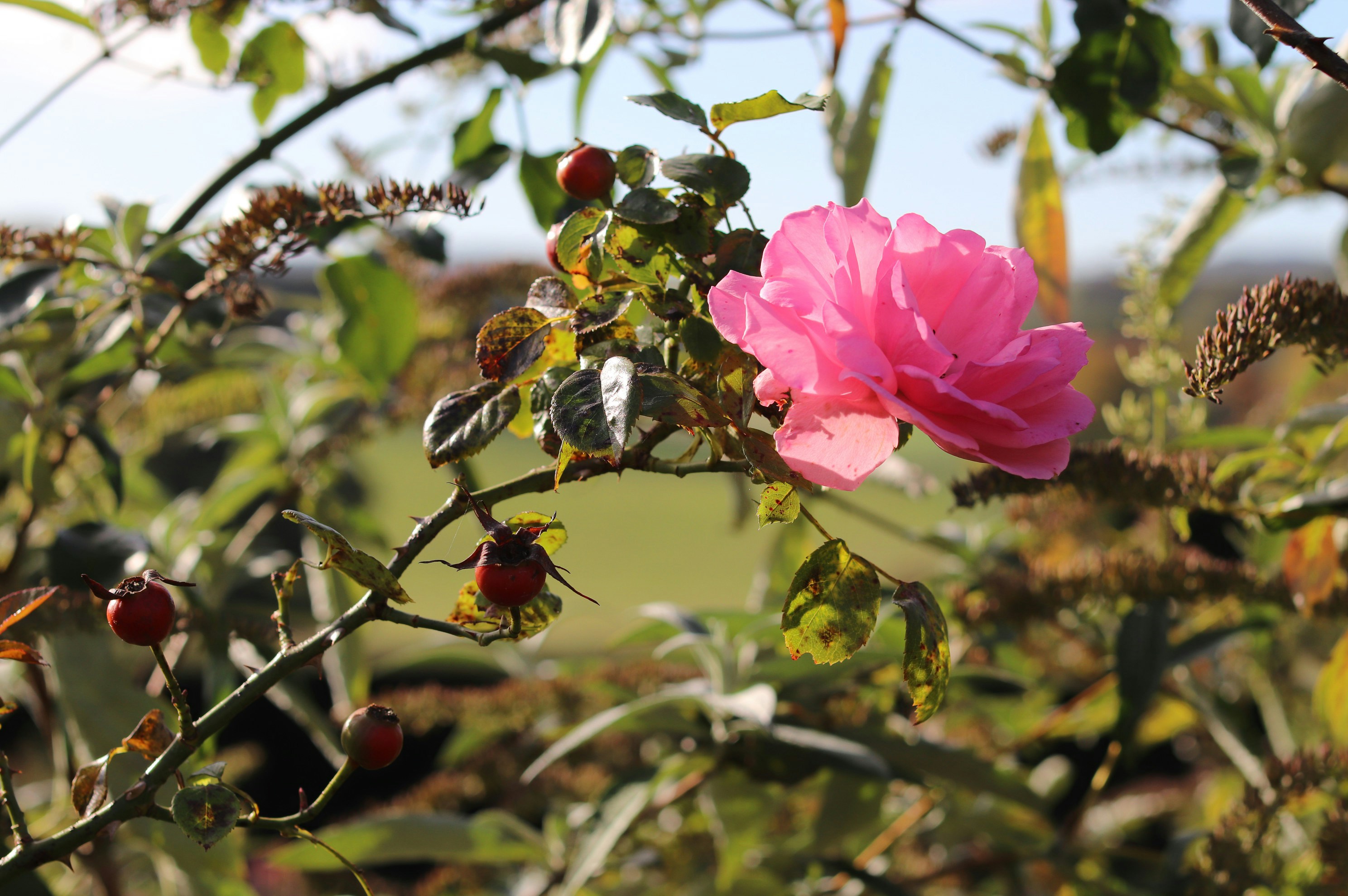 A vibrant pink rose blooming on a branch.