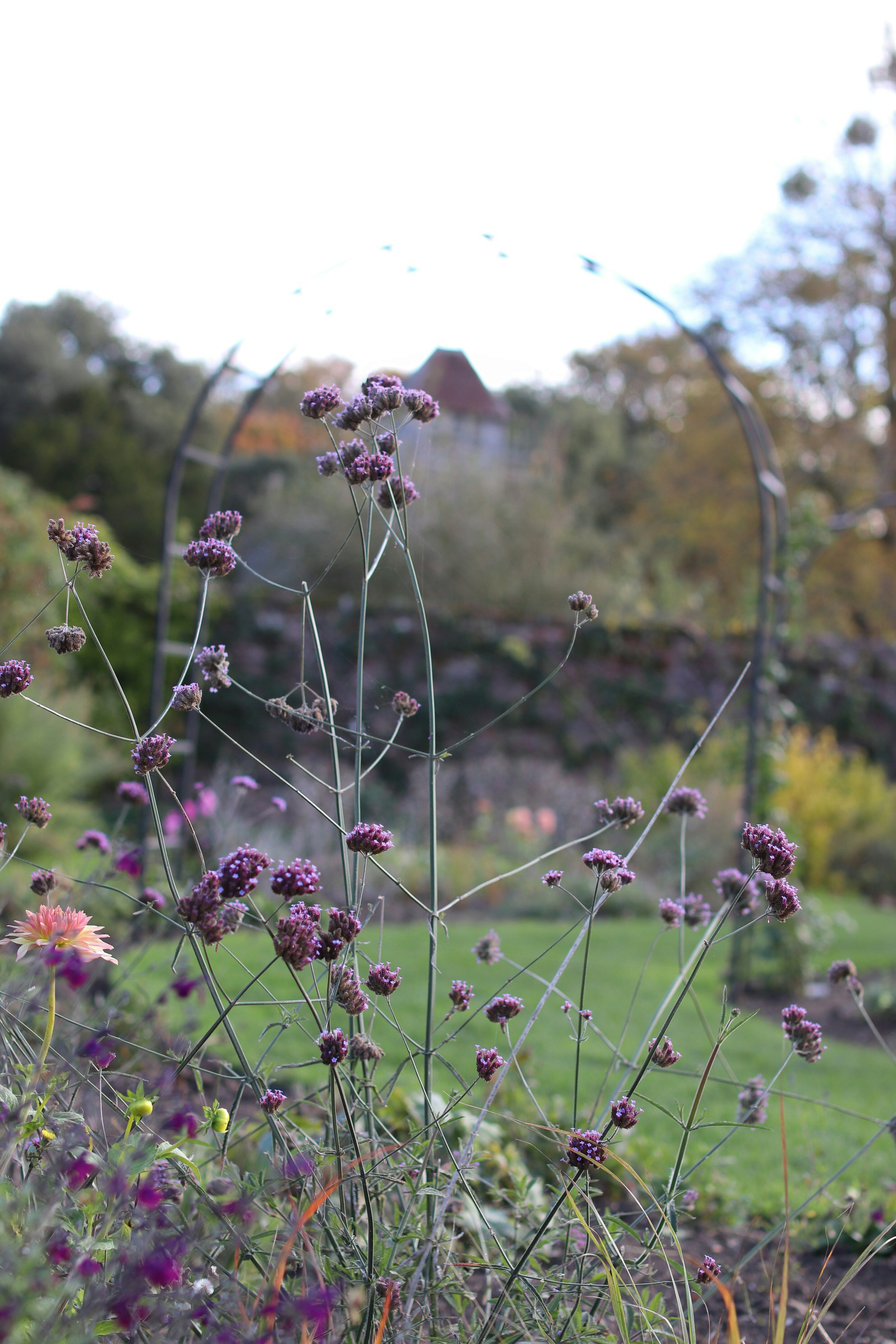 Wildflower Stems Reaching Toward a Soft Garden Distantly Framed by Curved Arch