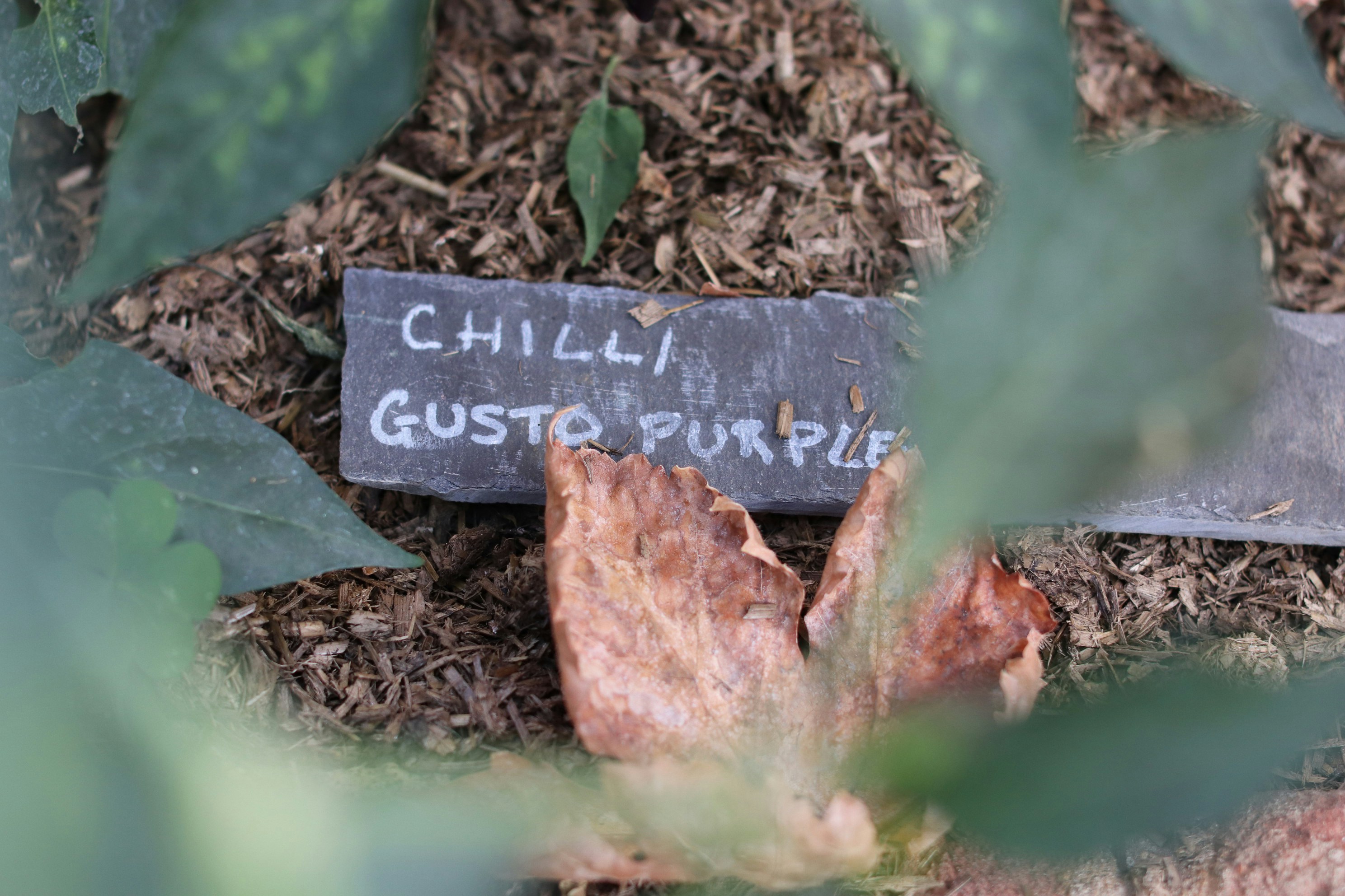 Chilli gusto purple plant marker in garden