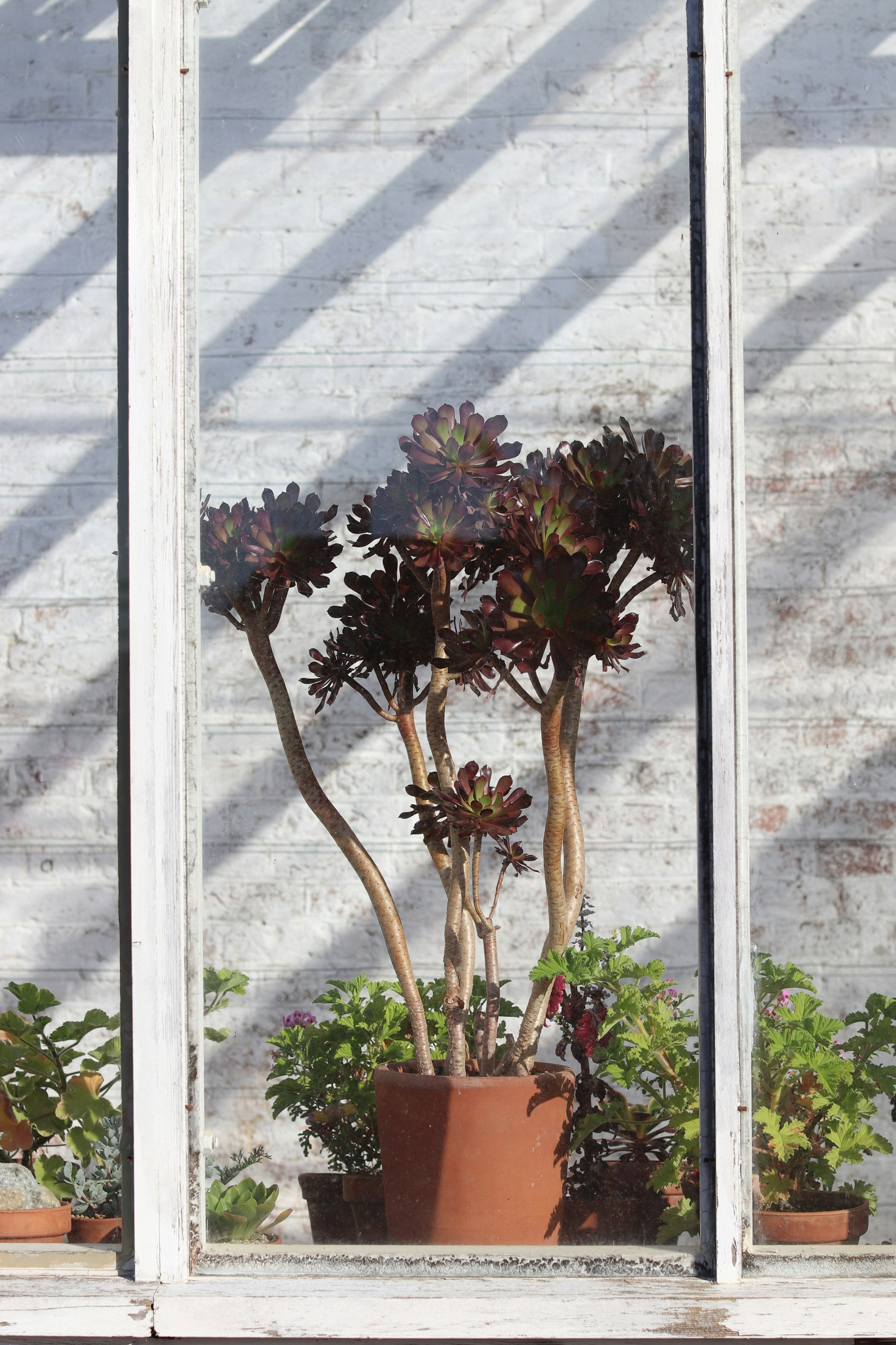 Dark-leafed succulents in a terracotta pot.