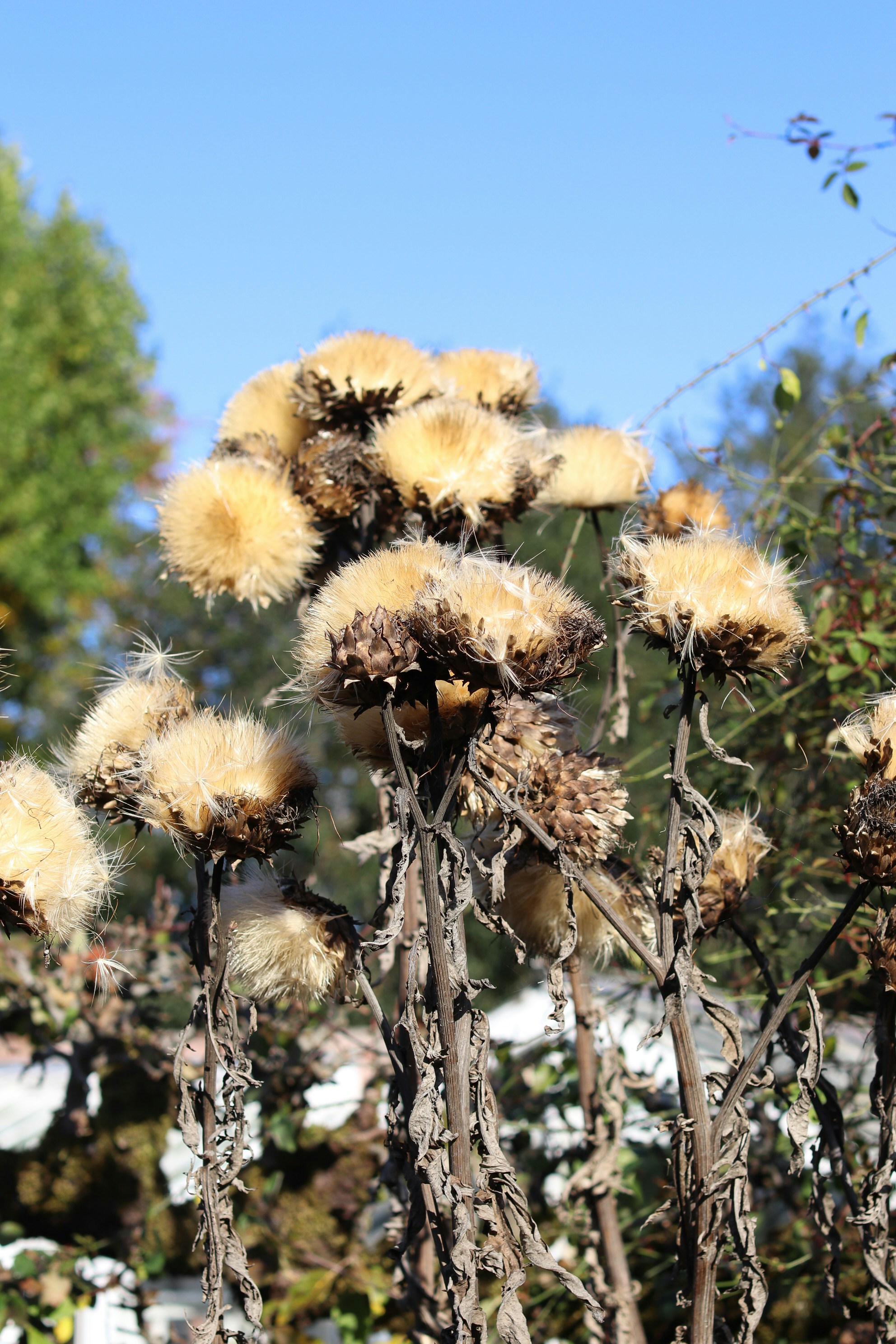 Dried thistle seed heads against a blue sky.