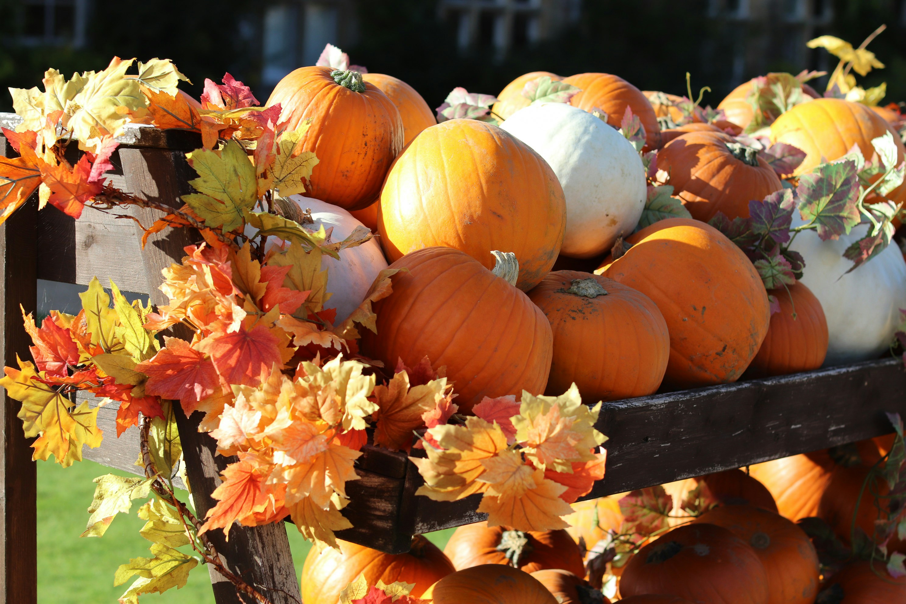 Photo by Tanya Barrow with Canon EOS 77D