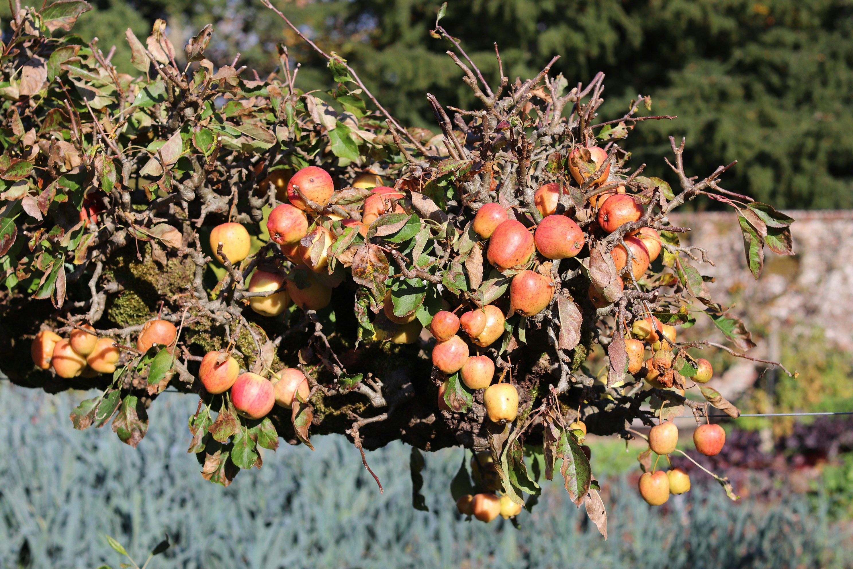 Fruit-Laden Branch in Late Summer Light