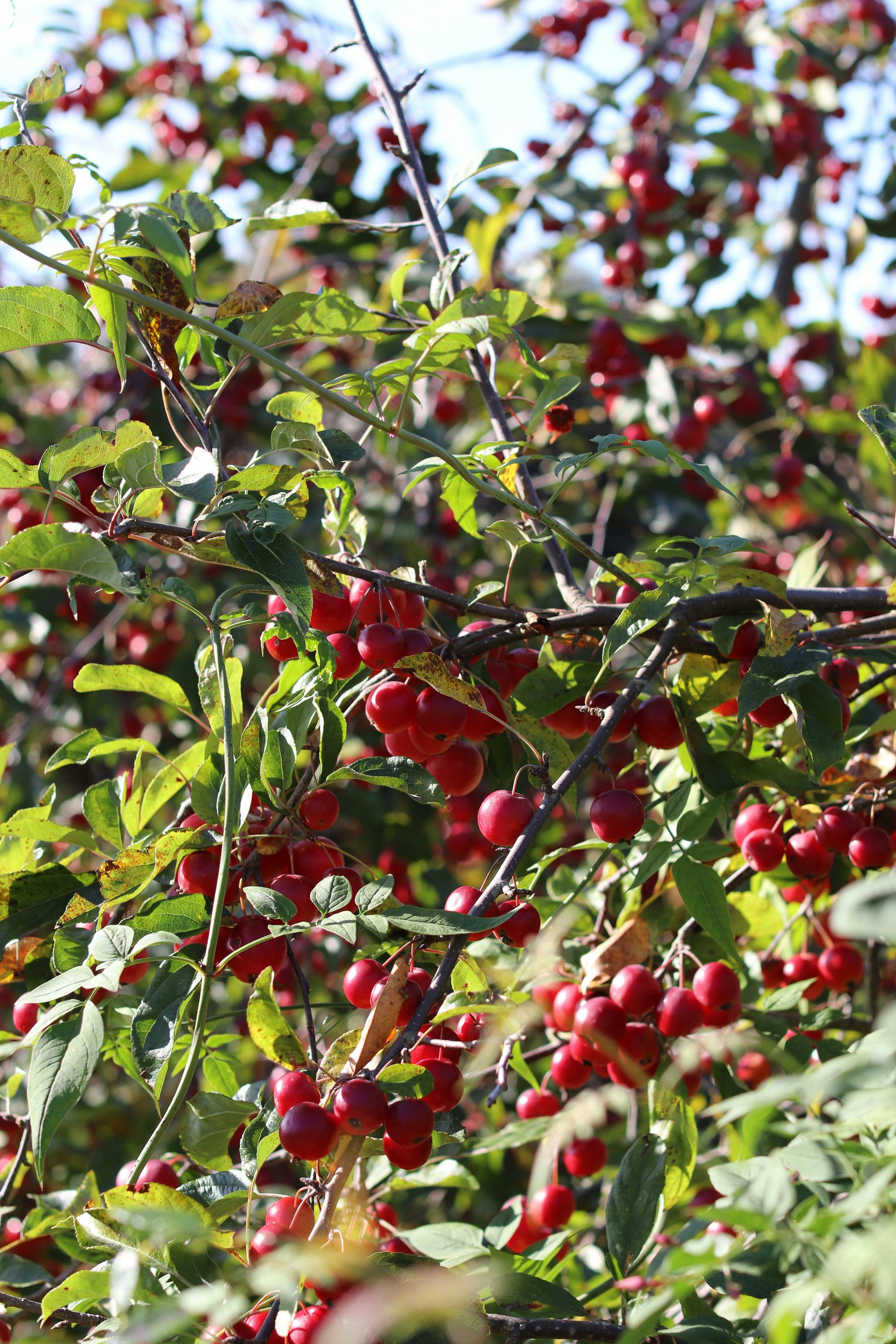 Red berries on a leafy tree branch