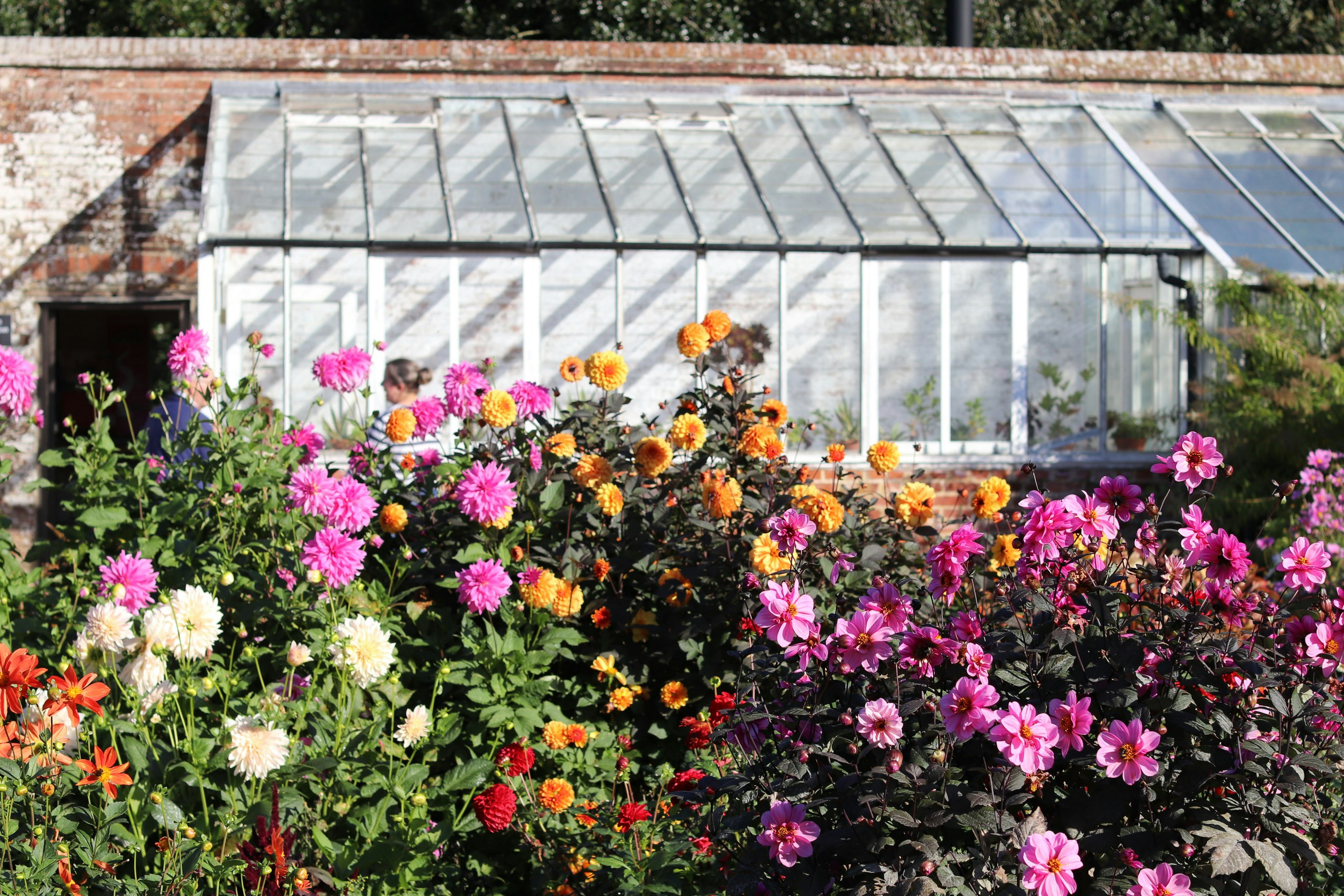 Petals at the Glasshouse: A Sunlit Cascade of Color