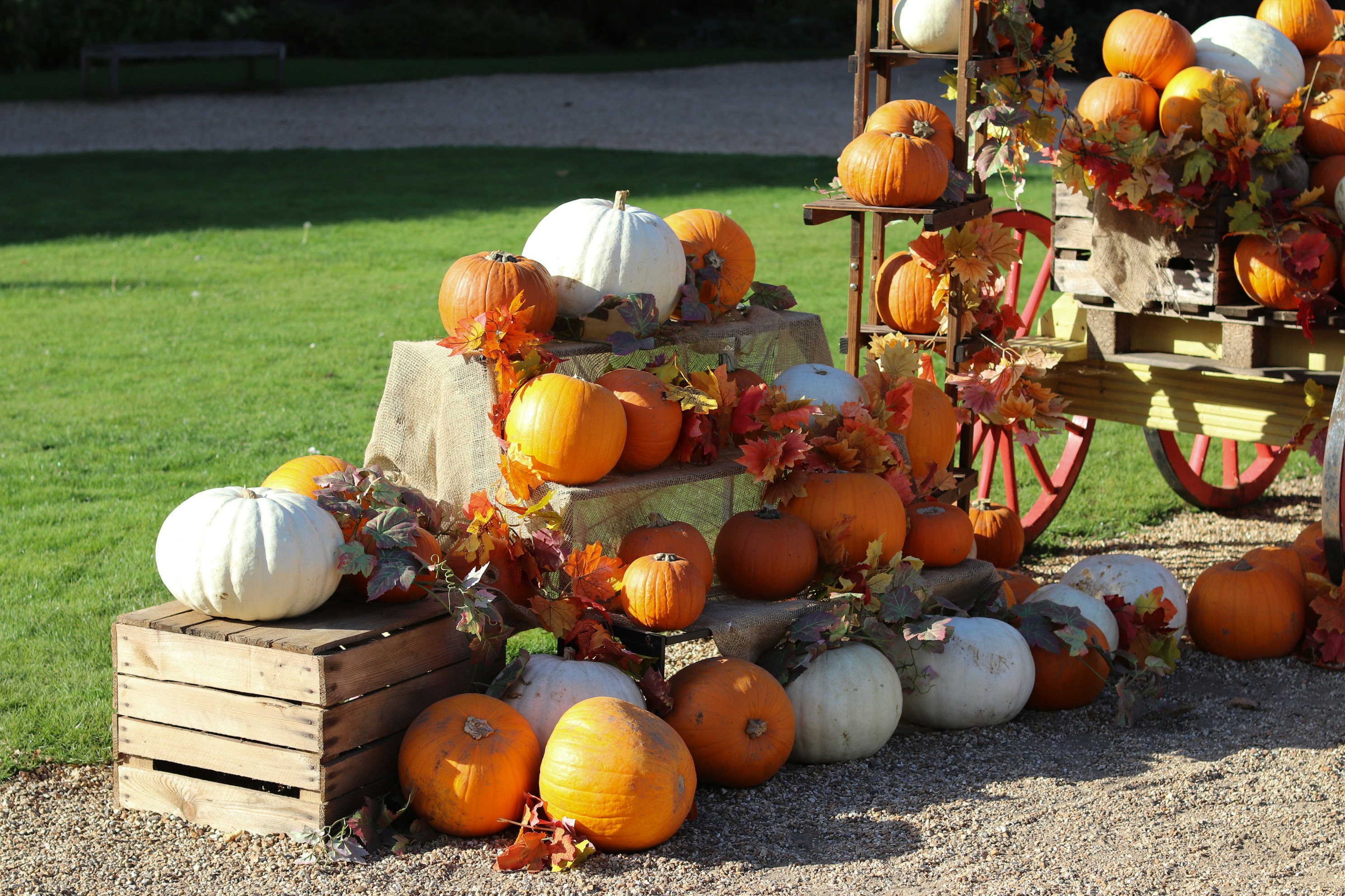 Harvest Harmony: A Pumpkin Display in Autumn's Embrace
