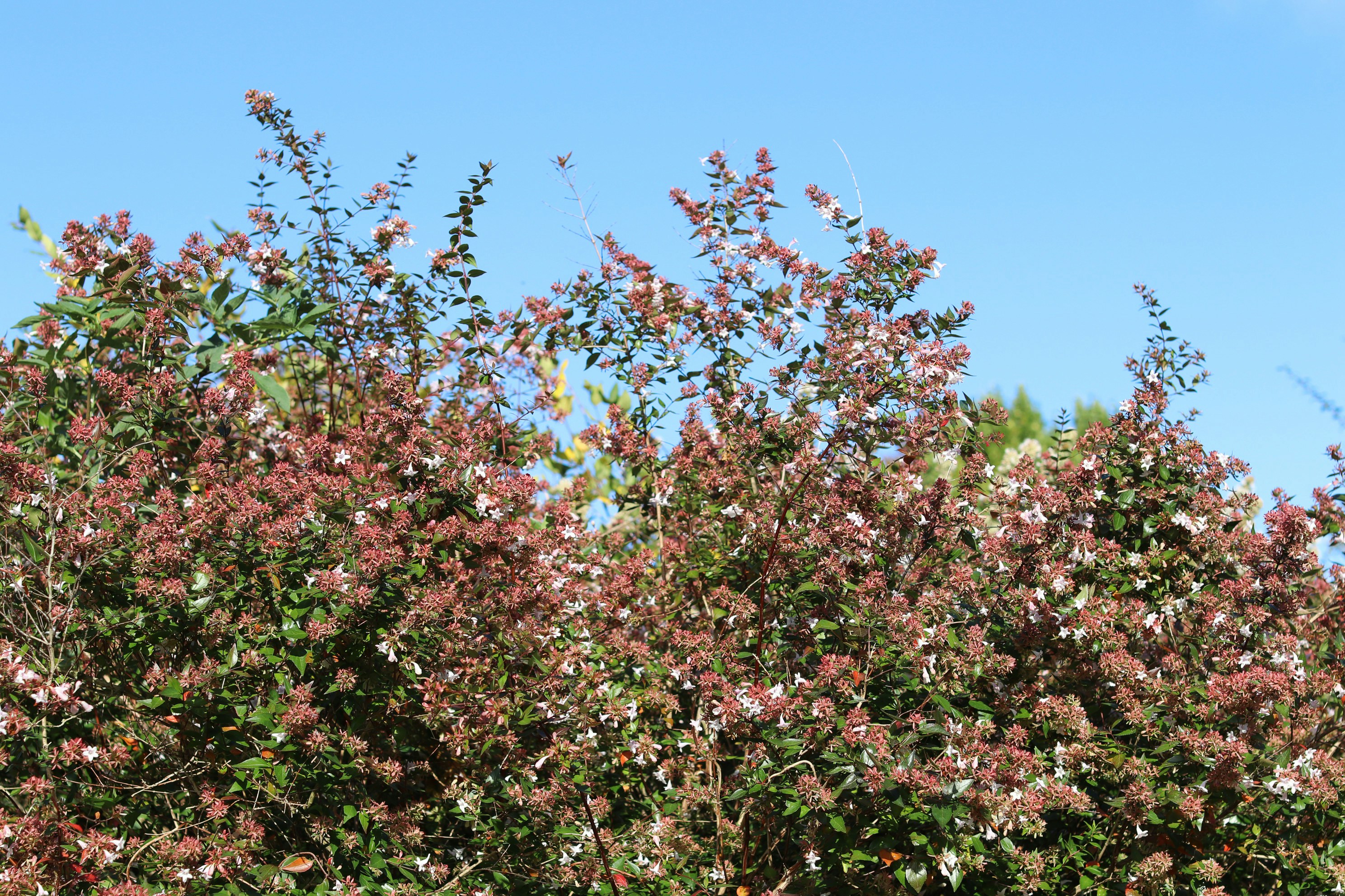 Nature's Palette: A Floral Symphony