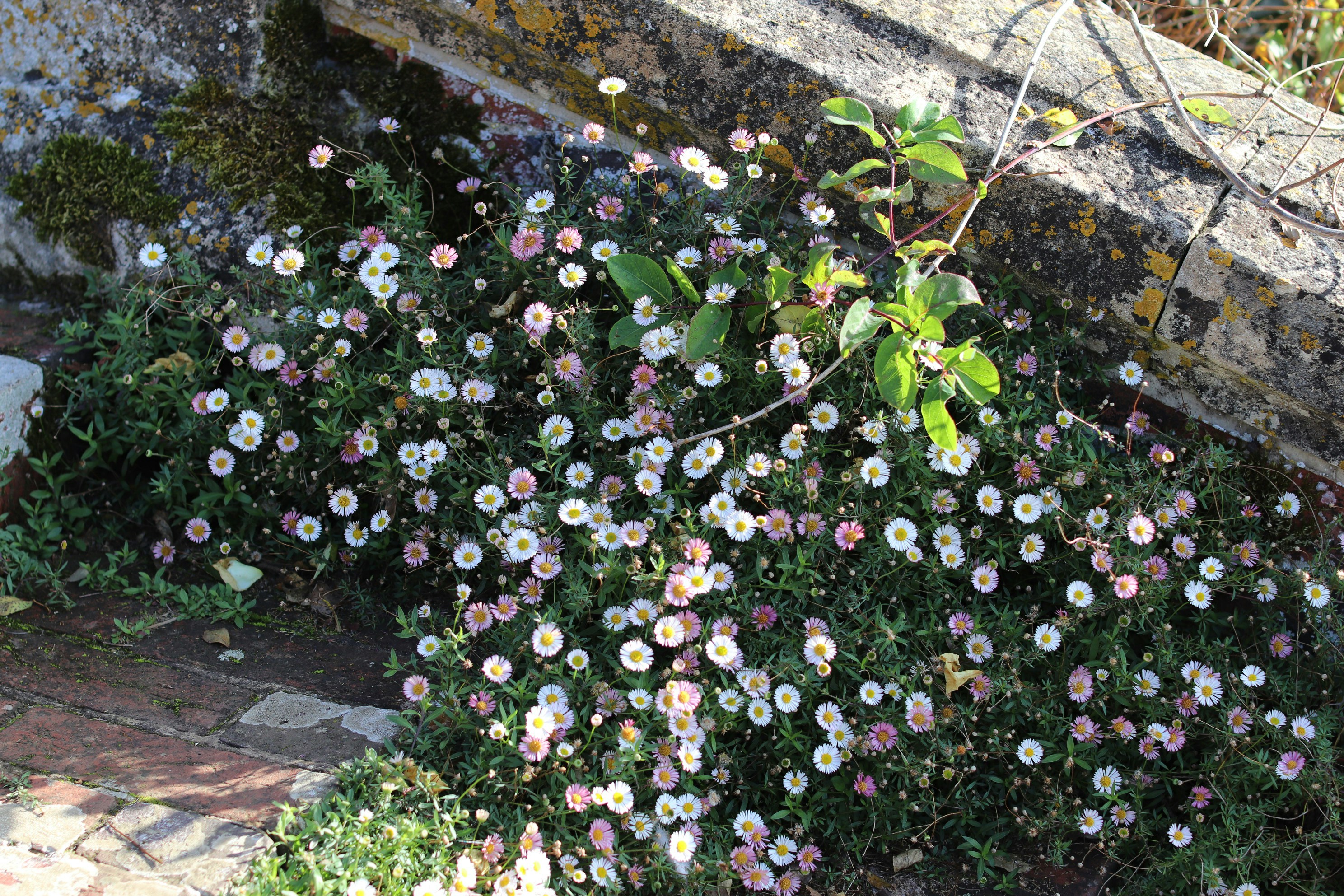 Whispers of Spring: A Floral Tapestry