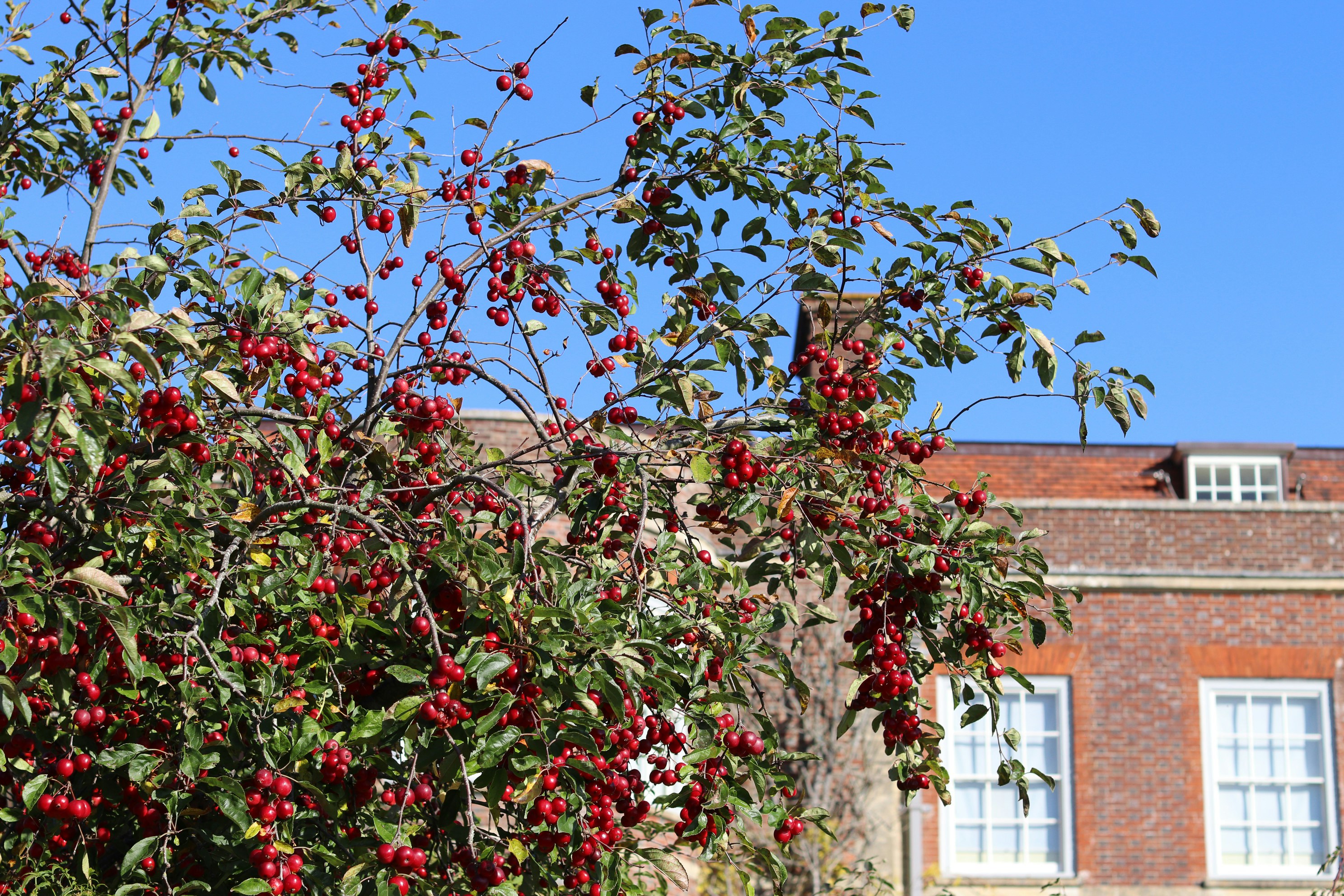 Crimson Bounty Against a Brick Canvas