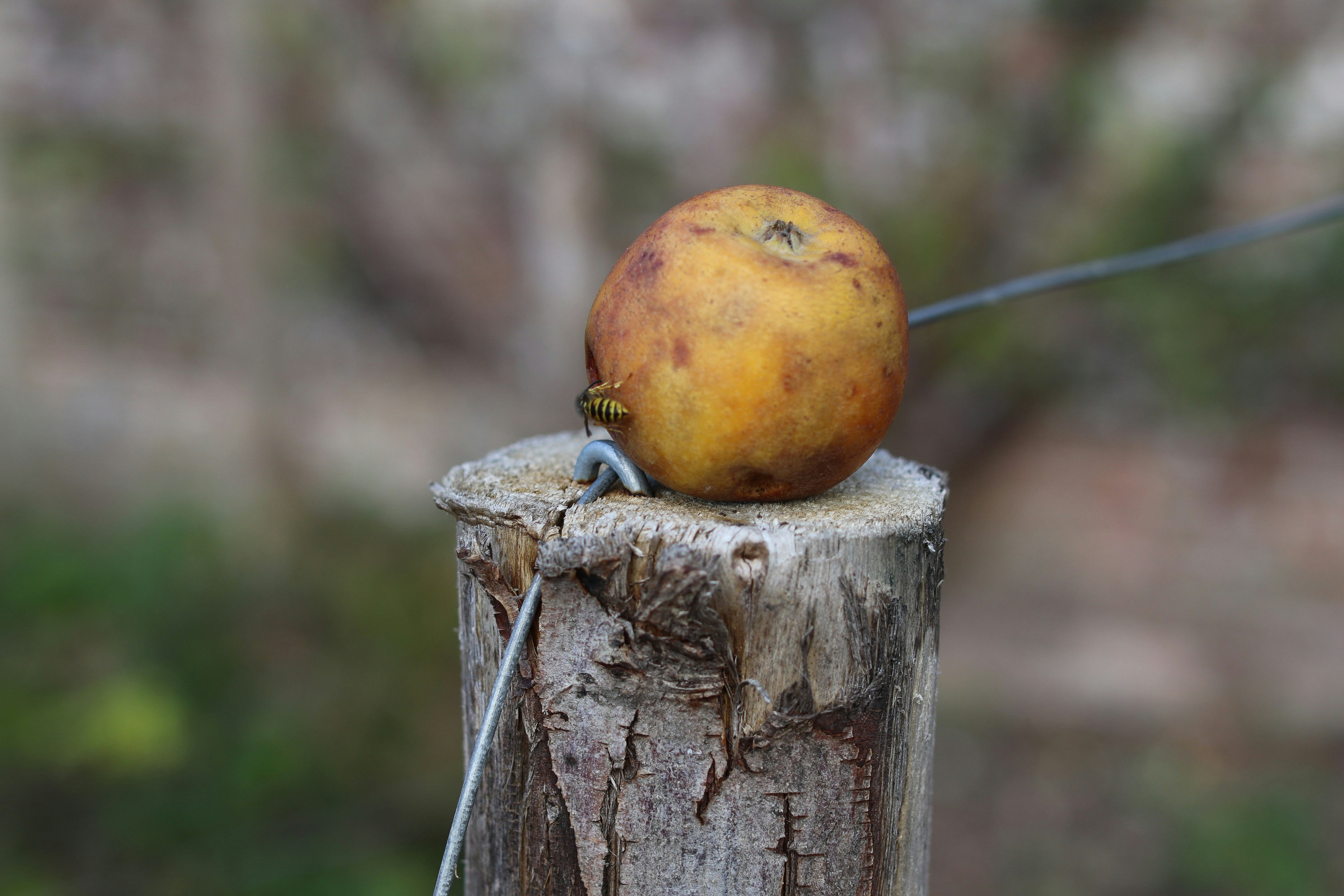 A small, ripe apple rests on a wooden fence post.
