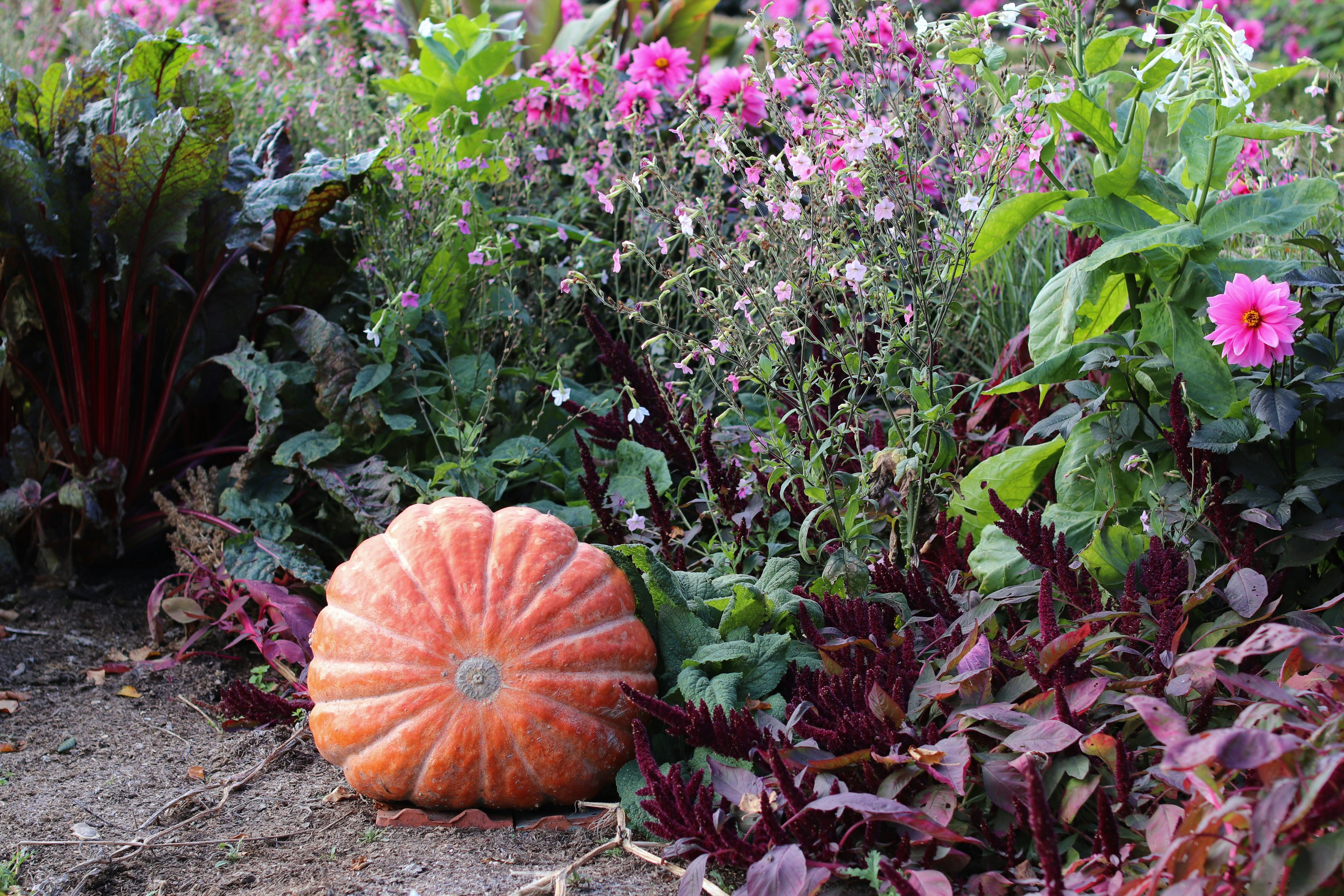 Harvest Harmony: A Garden's Autumn Embrace
