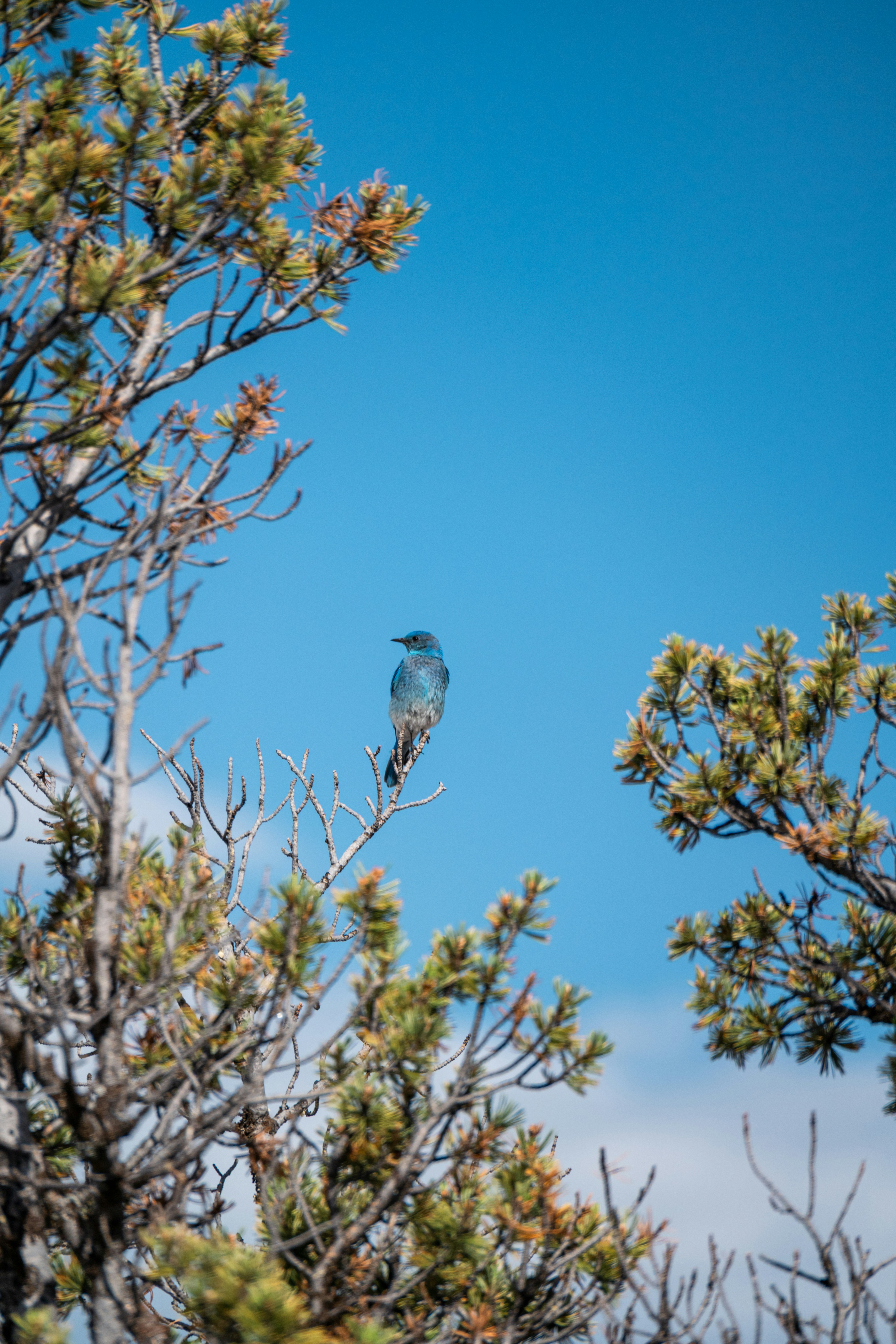 Azure Songbird Perched on a Bare Branch Under a Pristine Blue Sky