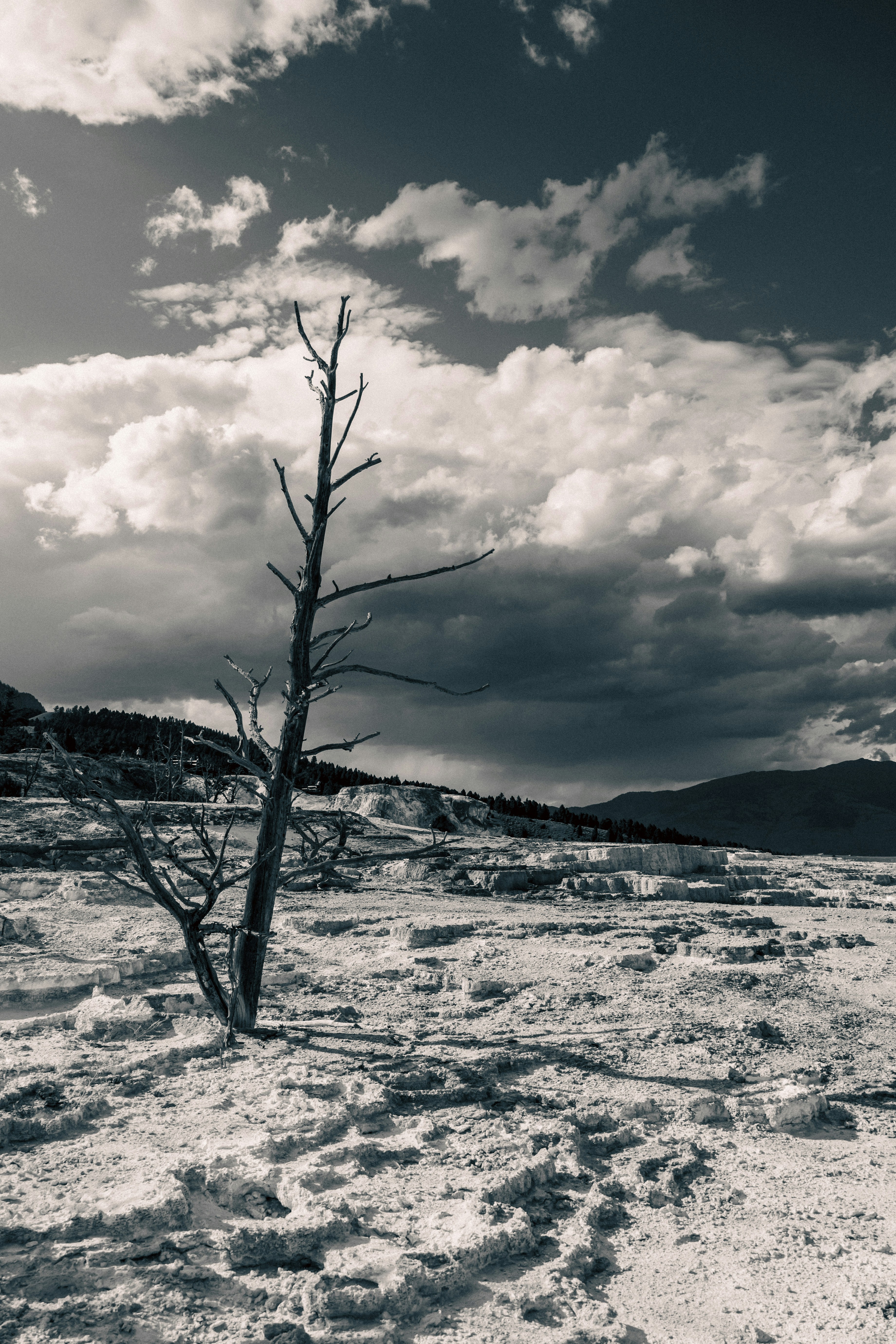 Lone Sentinel on a Frost-Bleached Plain Beneath a Turbulent Sky