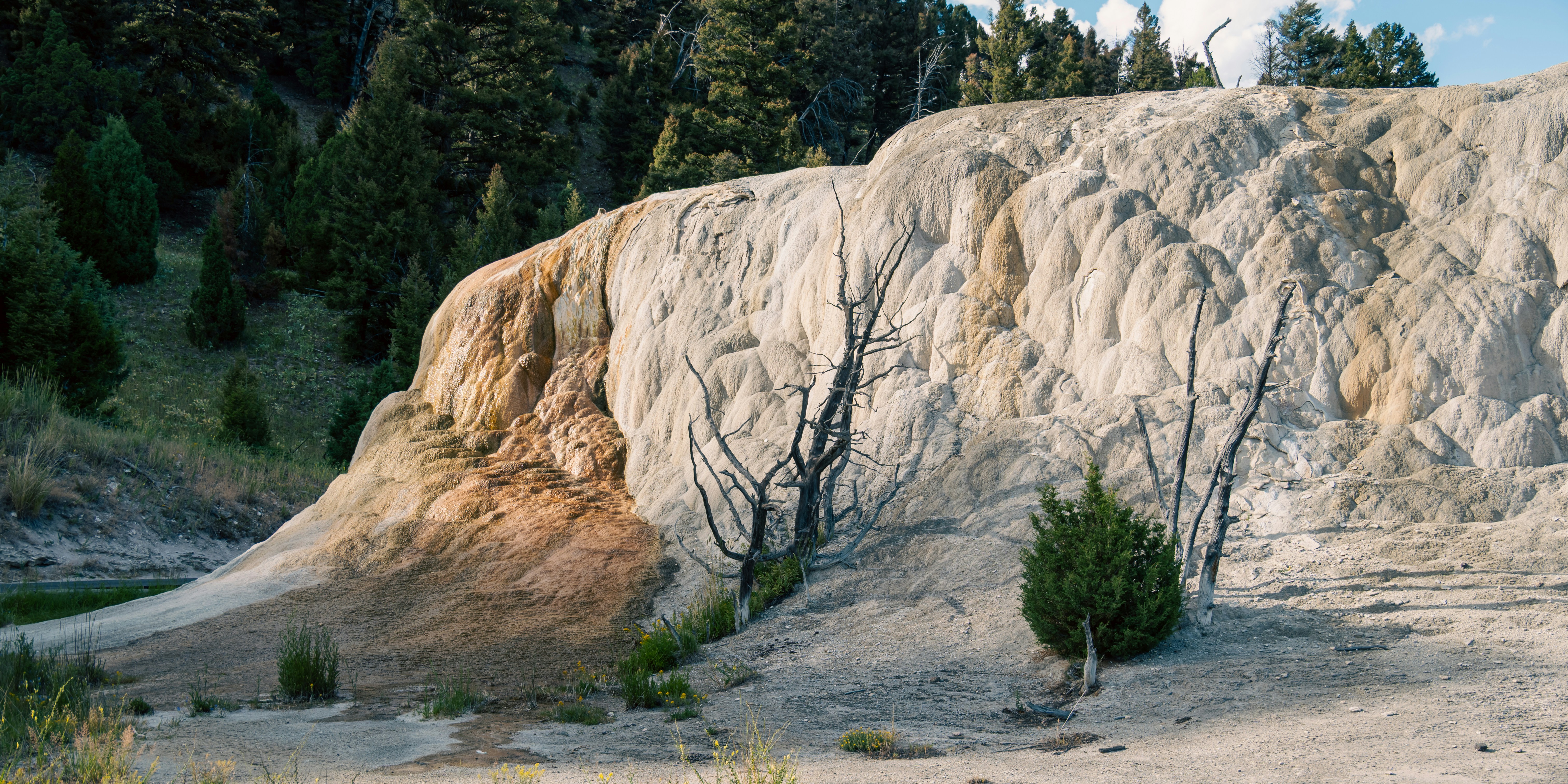 Travertine terraces with sparse vegetation and pine trees