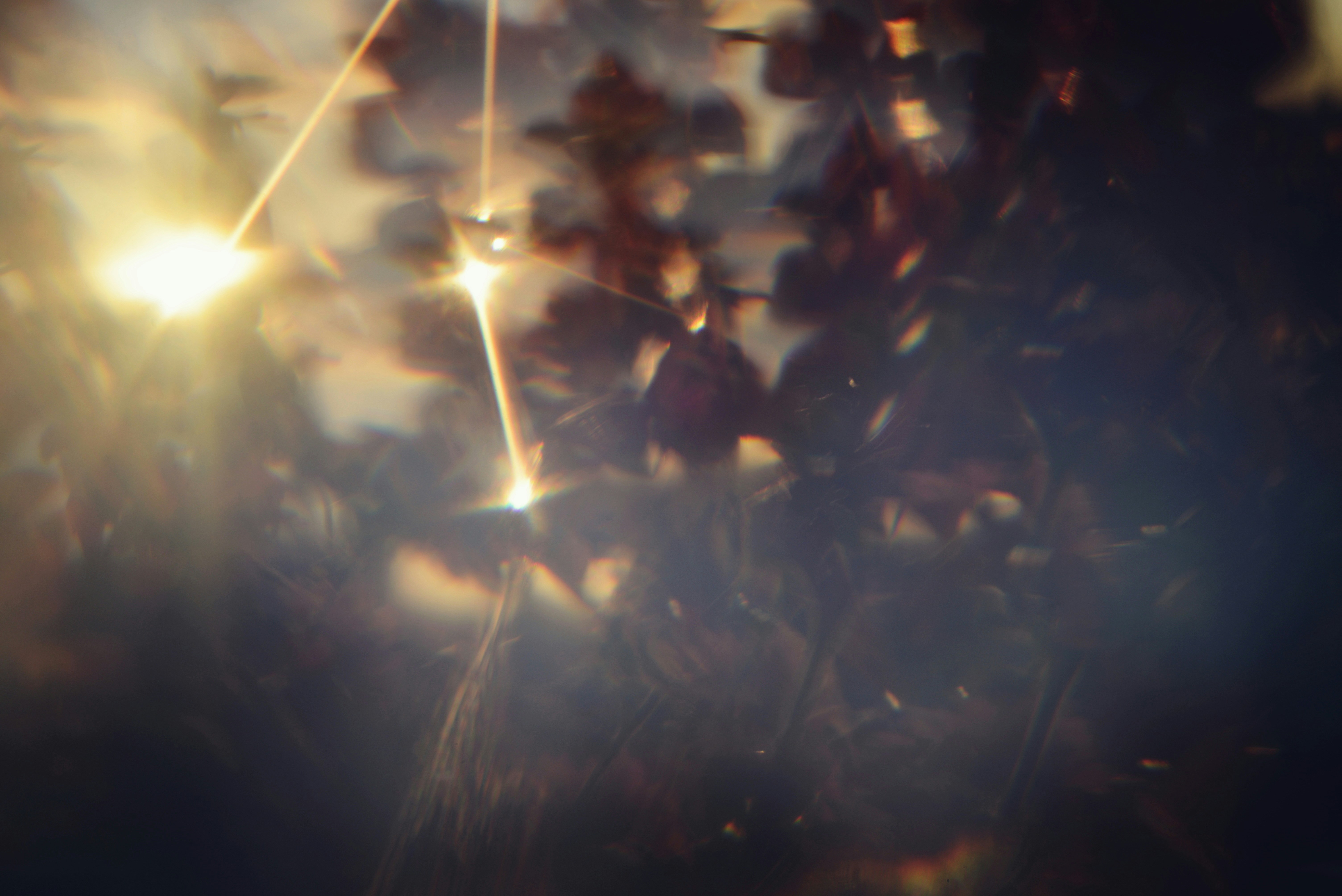 Whispers of Light Through Nature's Veil