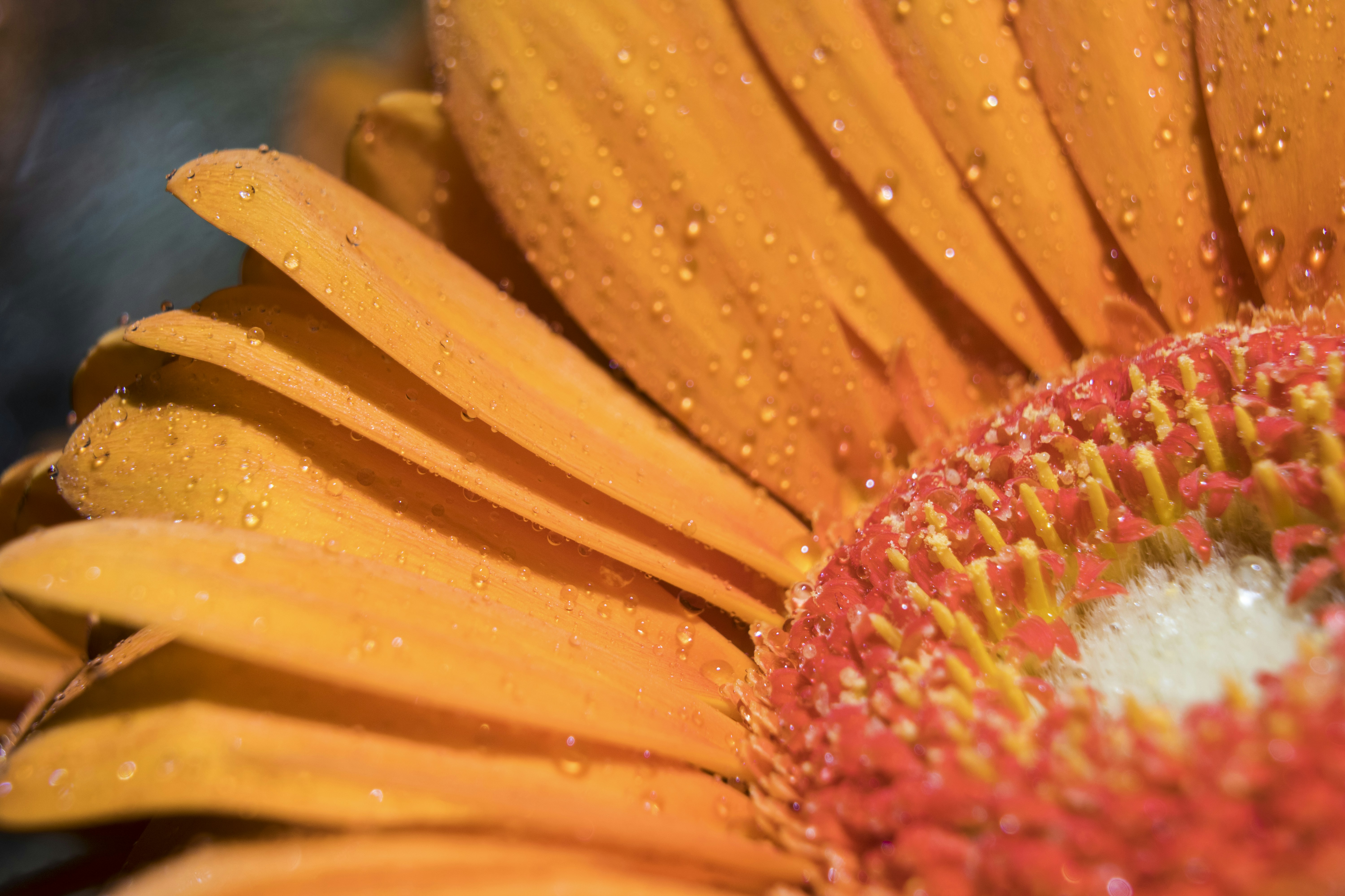Close-up of a vibrant orange flower with droplets of water clinging to its petals, showcasing intricate details of nature's design.