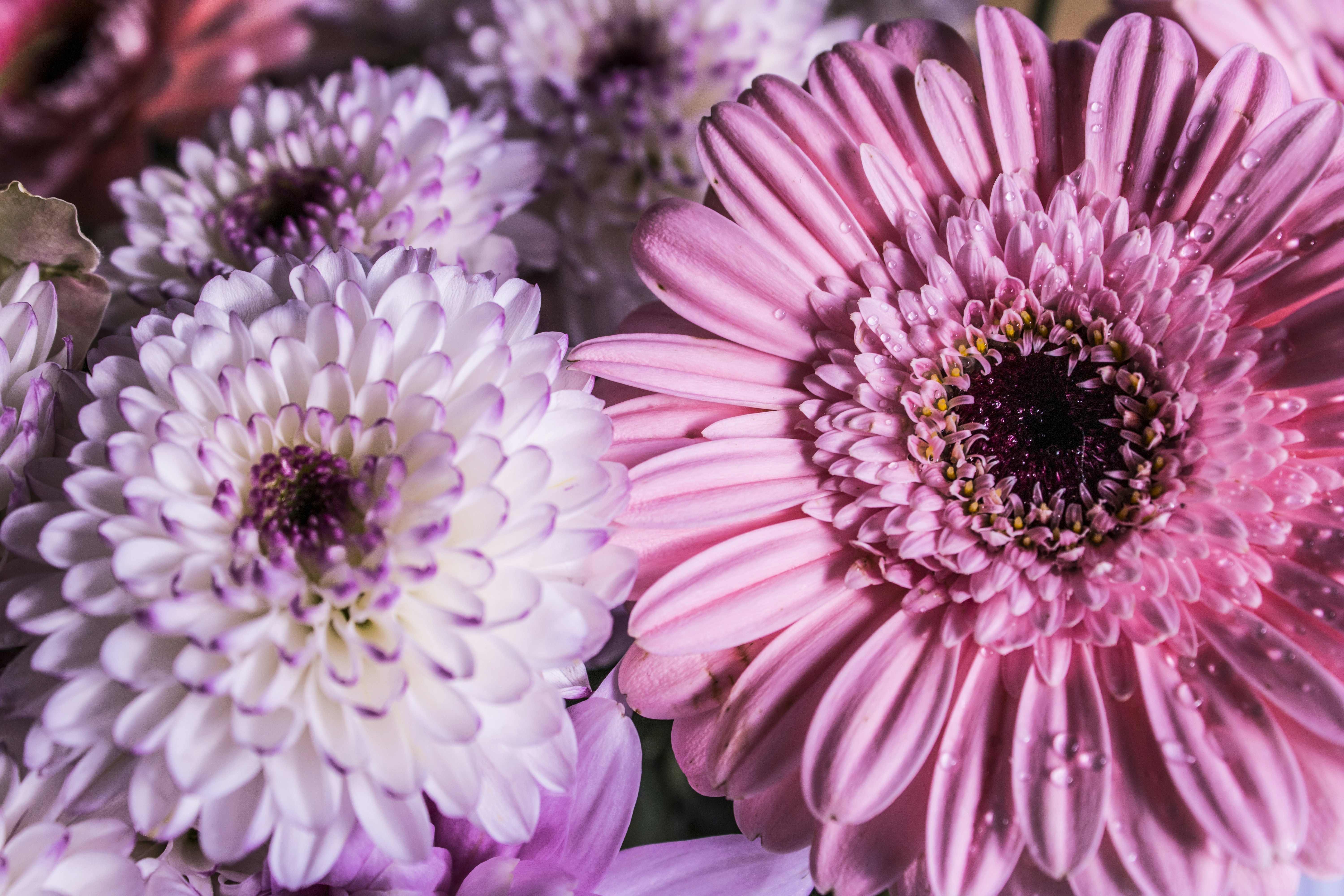 Close-up of pink and white flowers with purple flowers. photo – Free ...