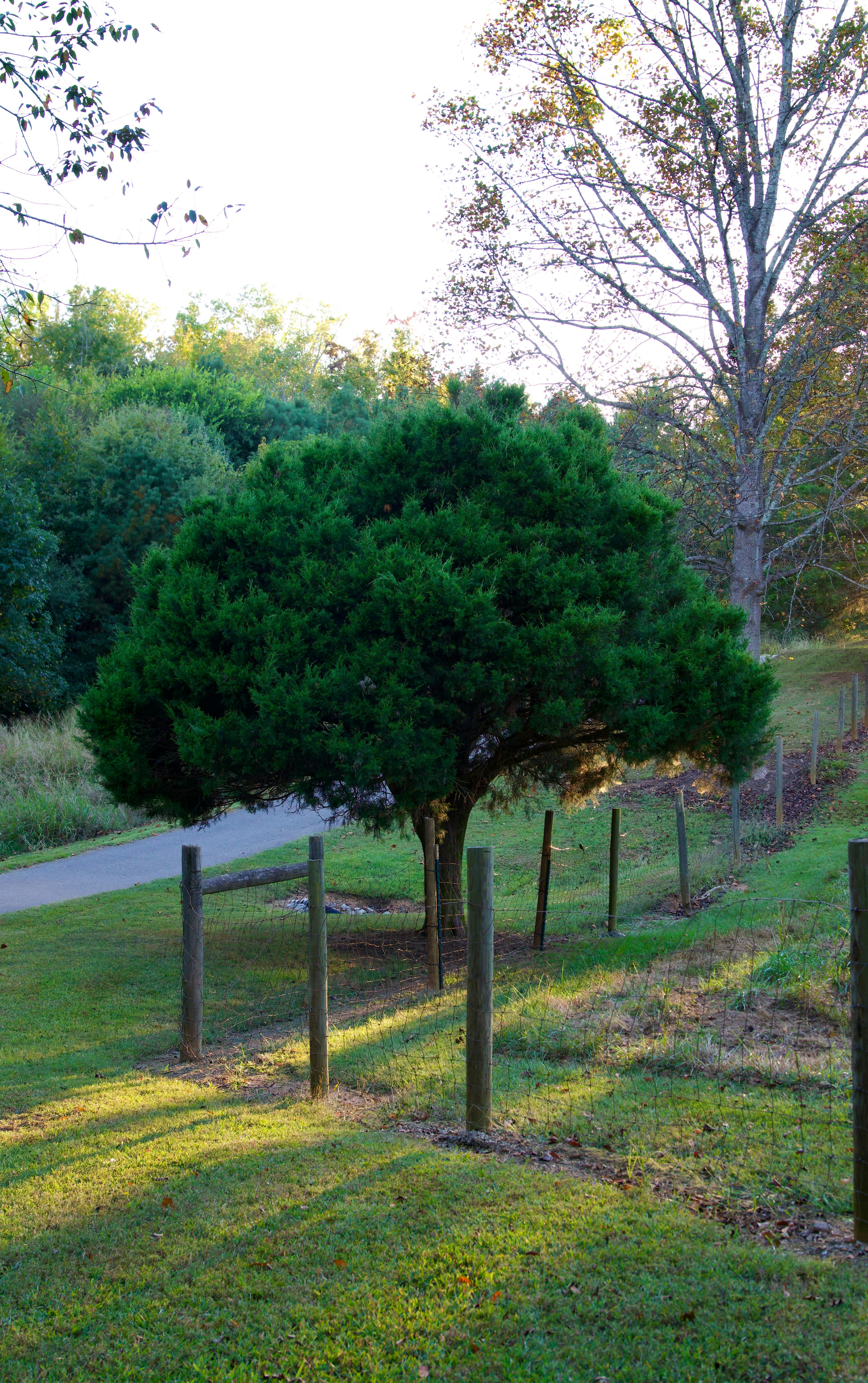 Whispers of Nature: The Sentinel Tree